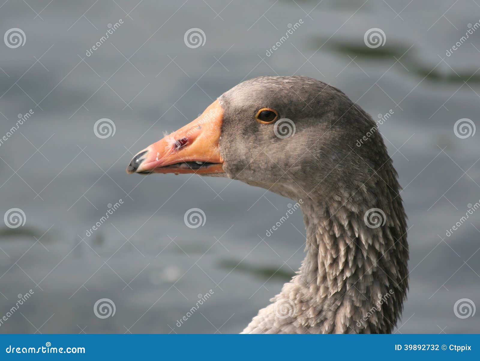 Gray Goose Head Shot stock photo. Image of goose, feather - 39892732