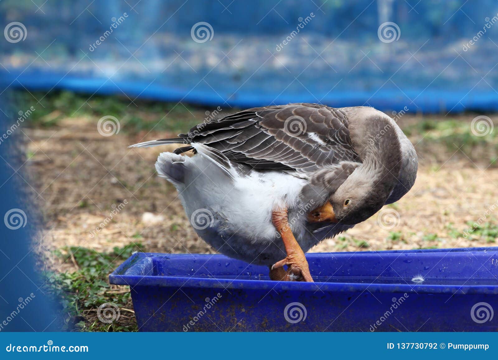 Gray Goose Play Water in Side Mini Pool. Stock Photo - Image of nature ...