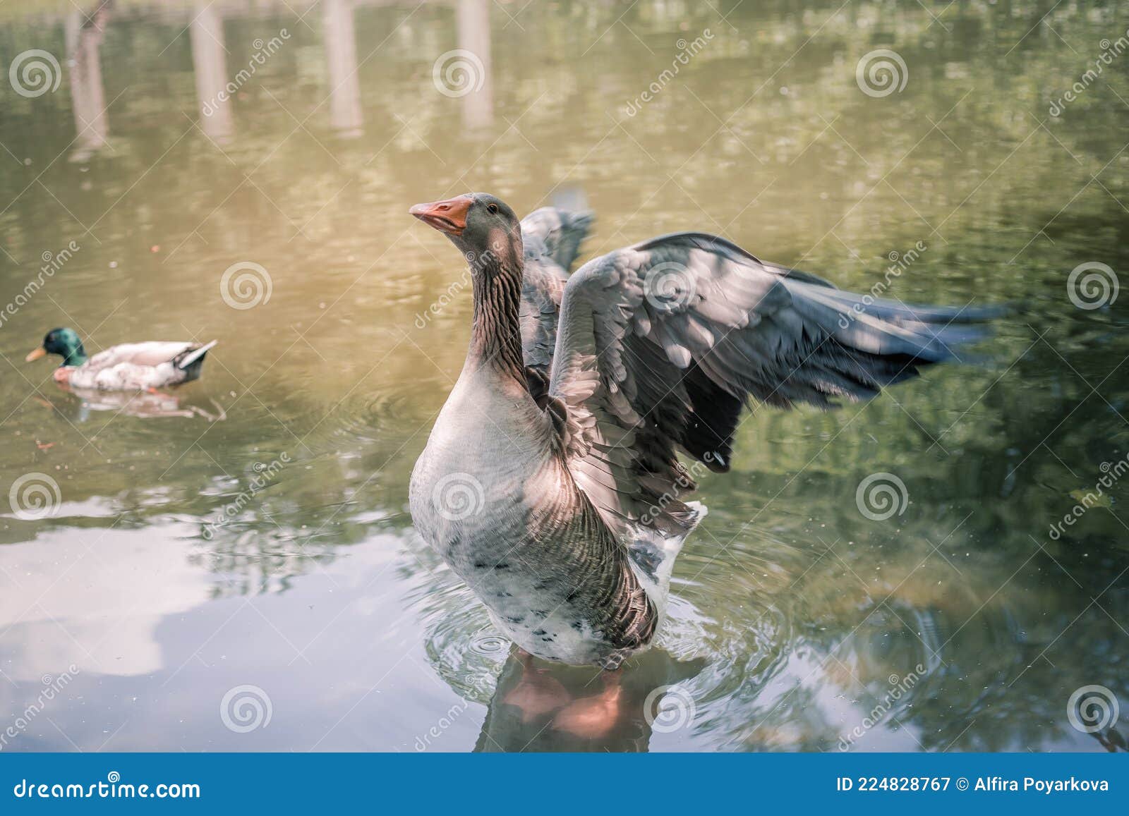 The Gray Goose is Preparing for Takeoff Stock Image - Image of lake ...