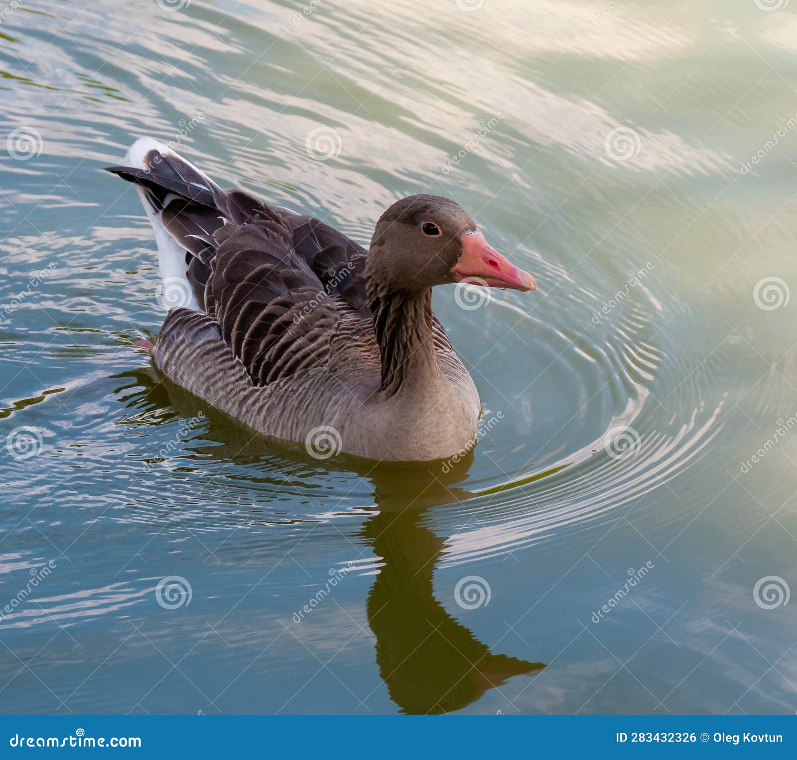 A Gray Goose Swims Along the Lake. Askania-Nova Stock Photo - Image of ...