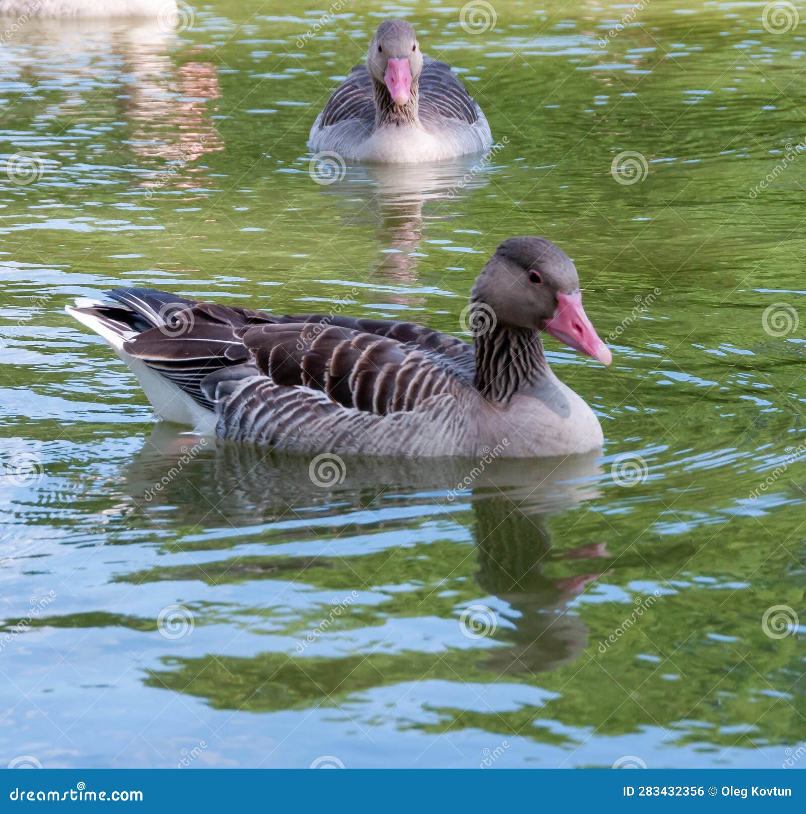 A Gray Goose Swims Along the Lake. Askania-Nova Stock Photo - Image of ...