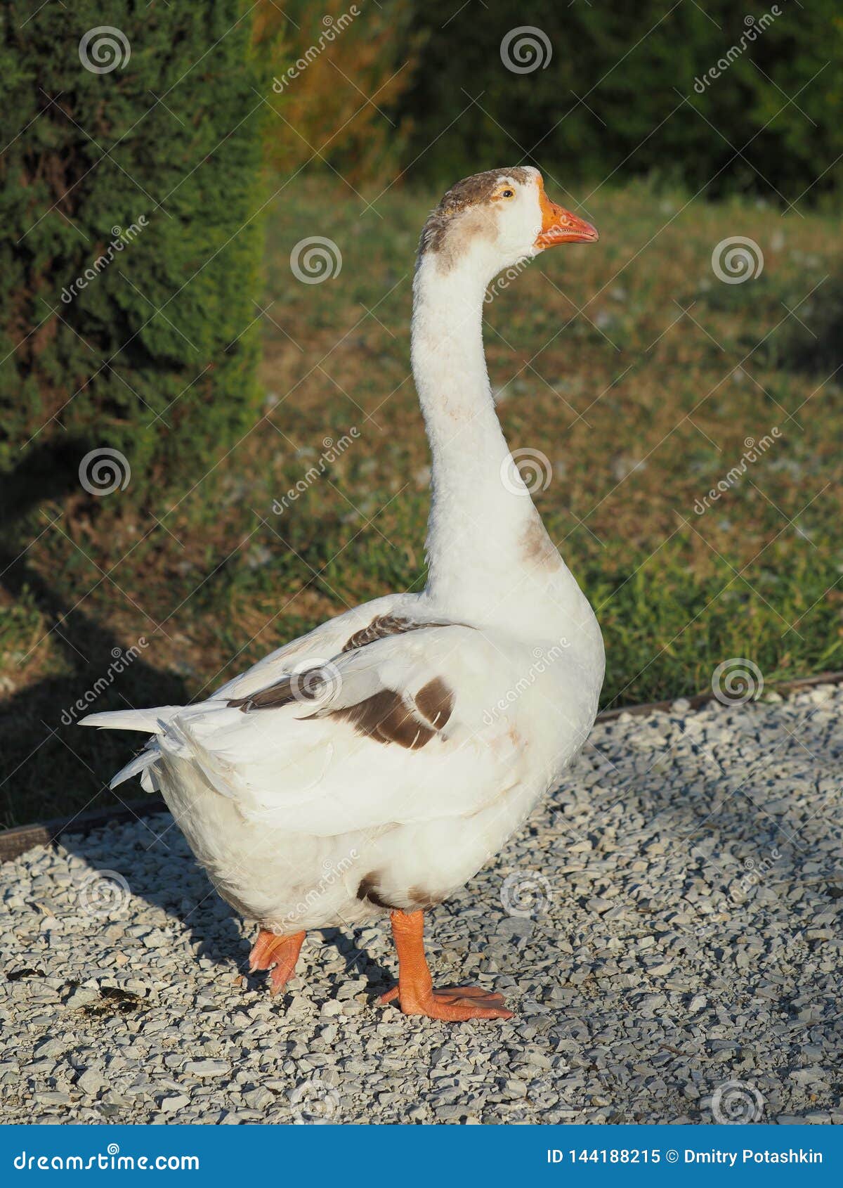 Gray Goose is Walking Along the Path Stock Image - Image of fauna ...