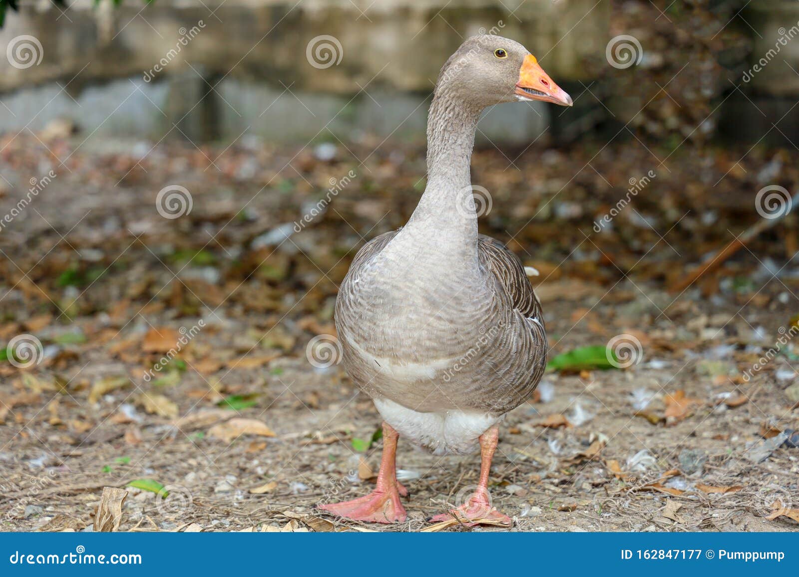 Gray Goose Walking in Farm at Thailand Stock Image - Image of group ...