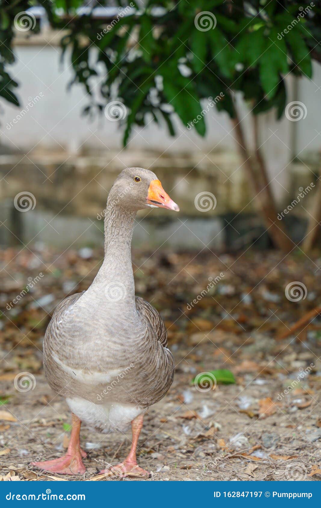 Gray Goose Walking in Farm at Thailand Stock Image - Image of geese ...