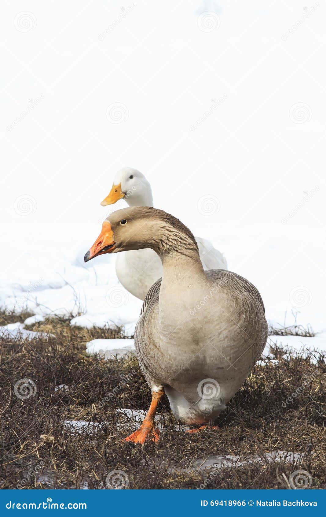 218 Single Snow Geese Photos Stock Photos - Free & Royalty-Free Stock ...