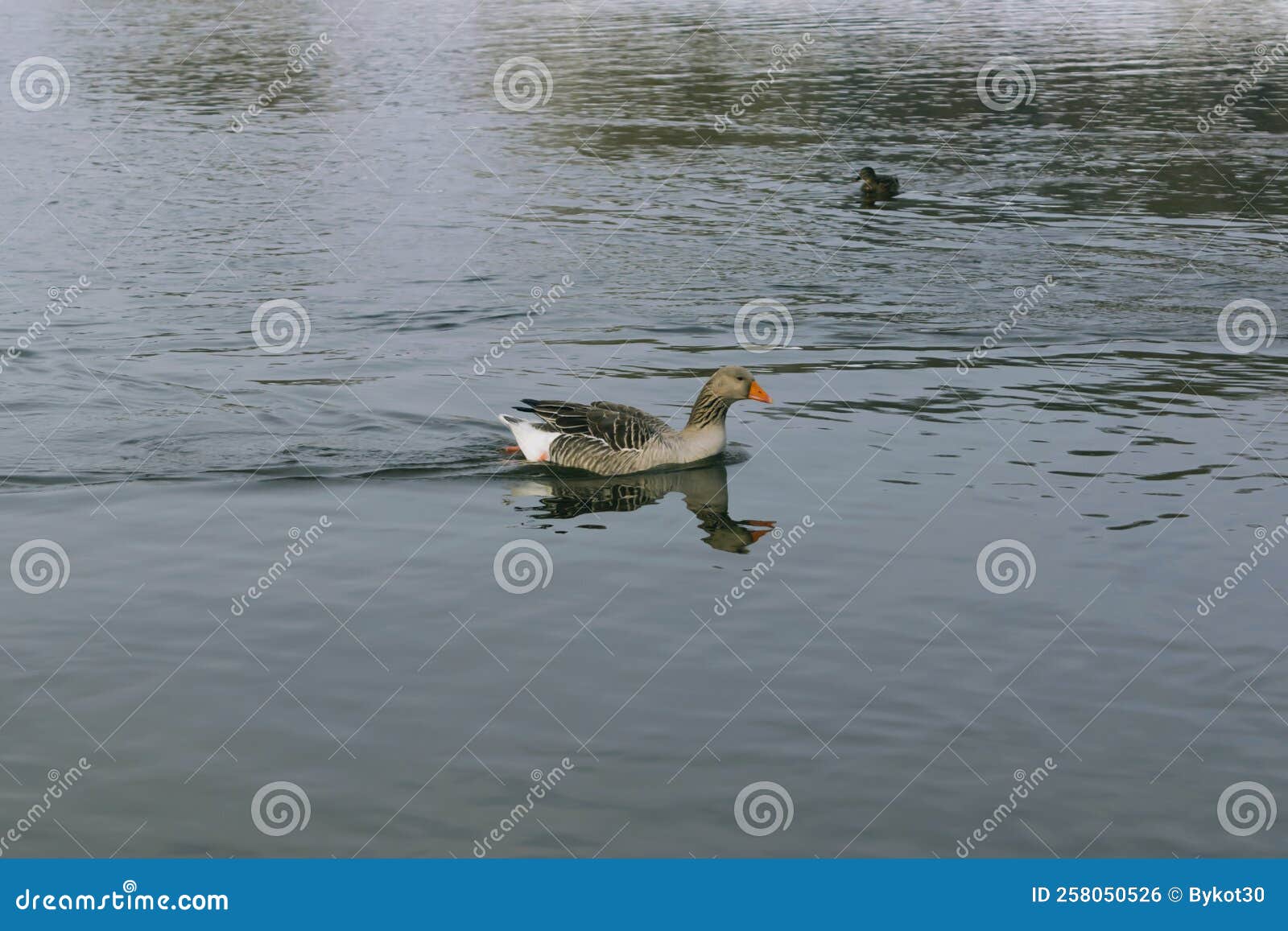 The Gray Goose Swims in the River. Stock Photo - Image of goose, animal ...