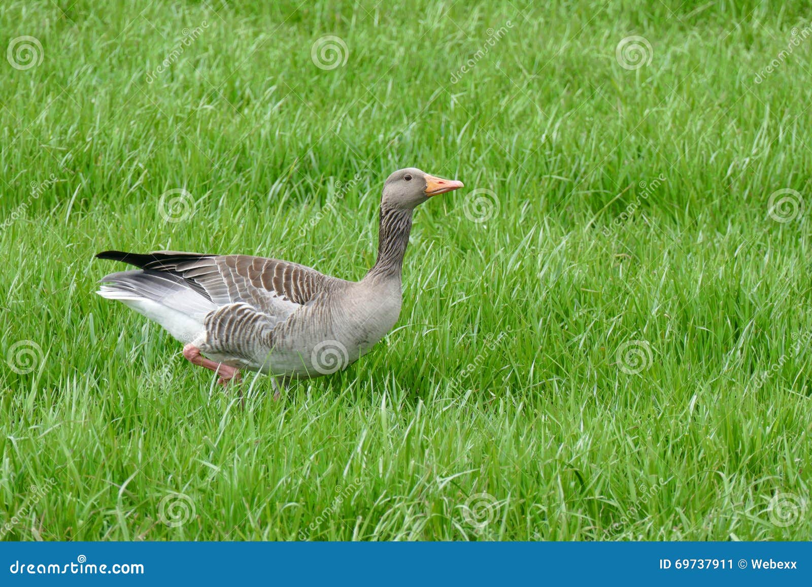 Gray goose stock image. Image of bird, gray, wild, goose - 69737911