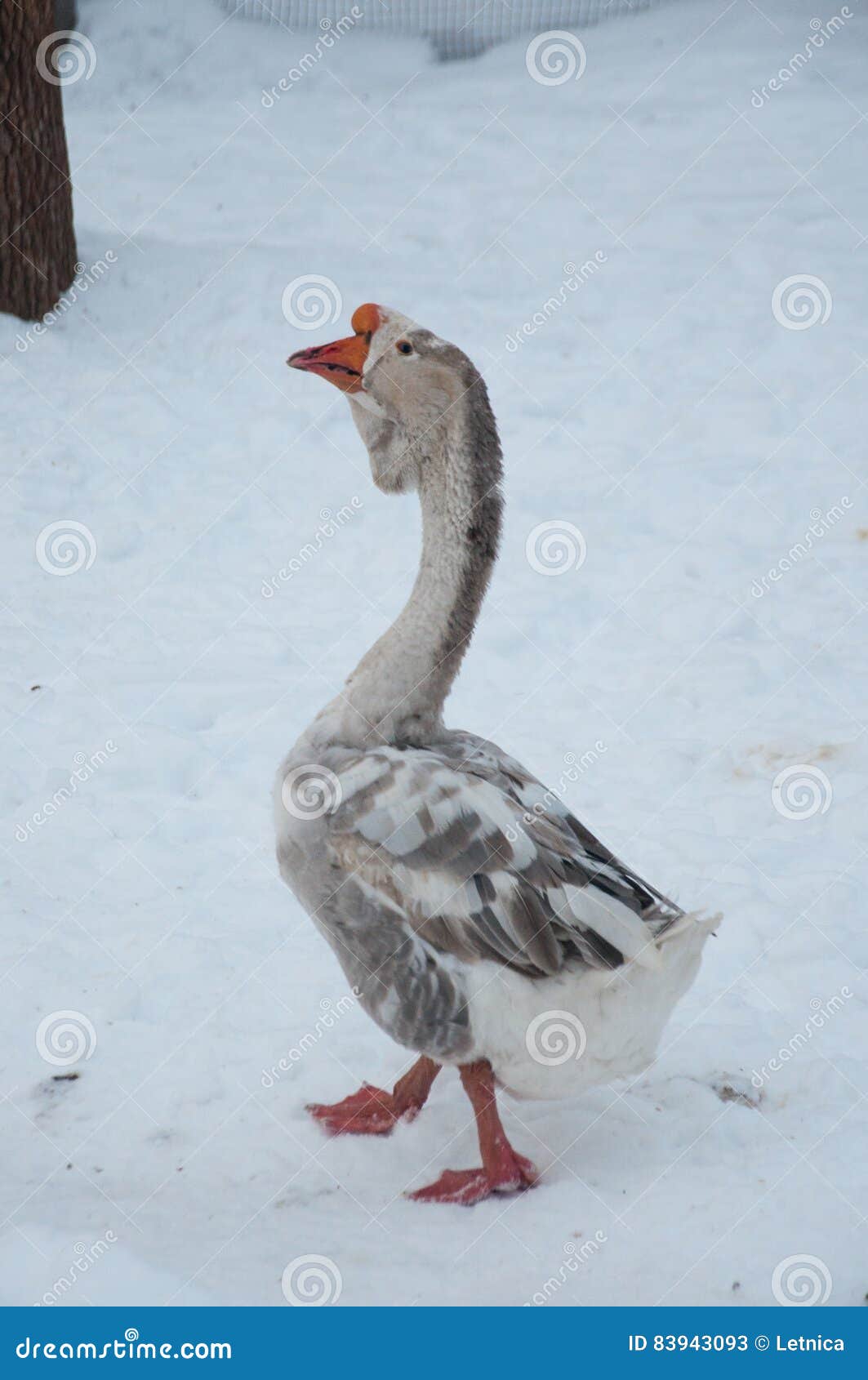 Gray goose in winter stock image. Image of christmas - 83943093