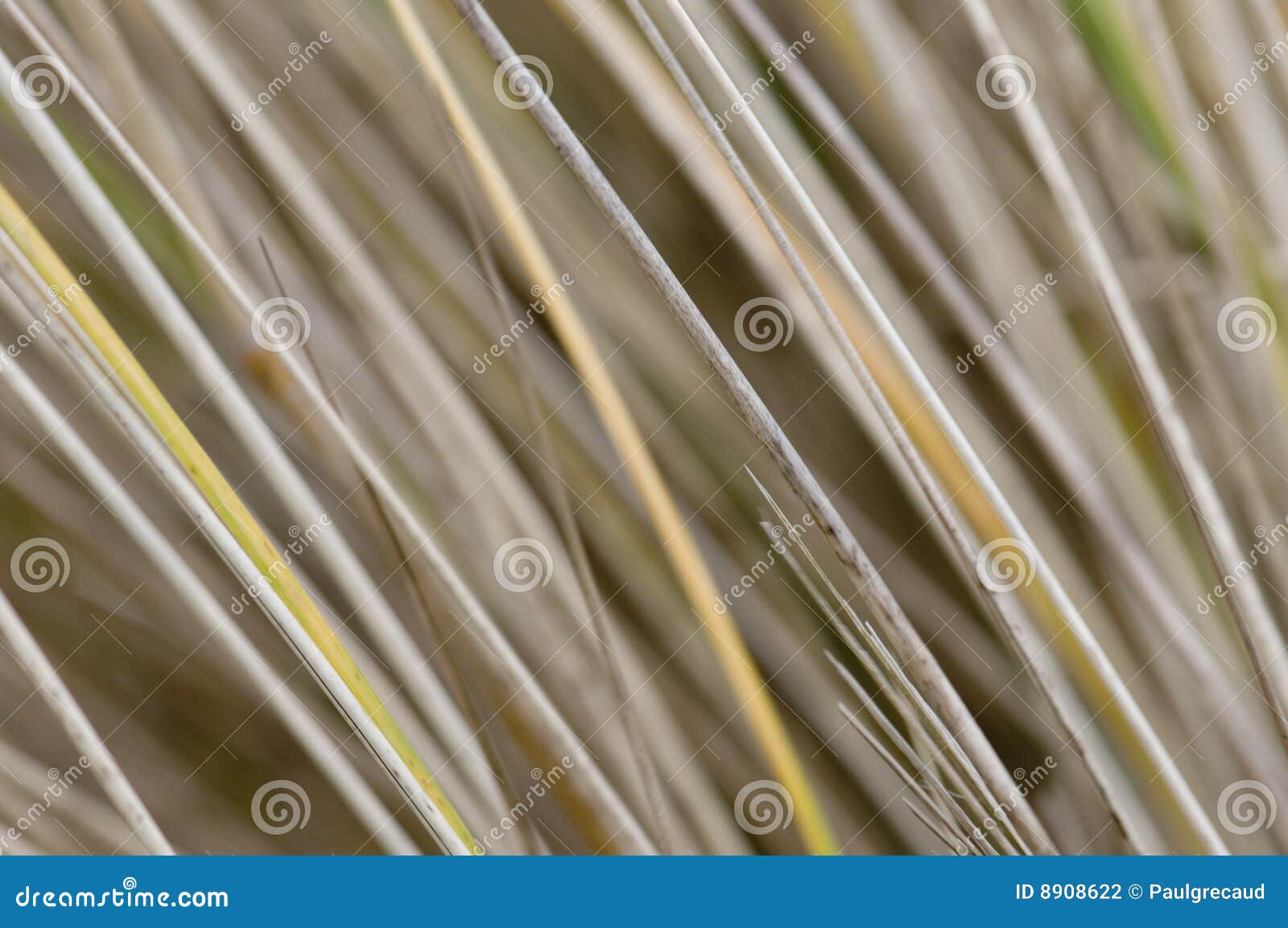 Gray Grass stock photo. Image of texture, reed, organic - 8908622