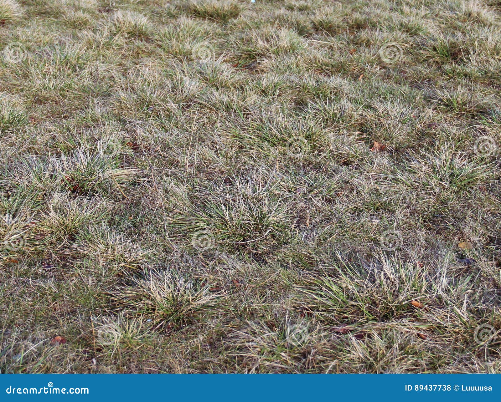 Gray of Grass Background. Texture of Green Grass Stock Photo - Image of ...