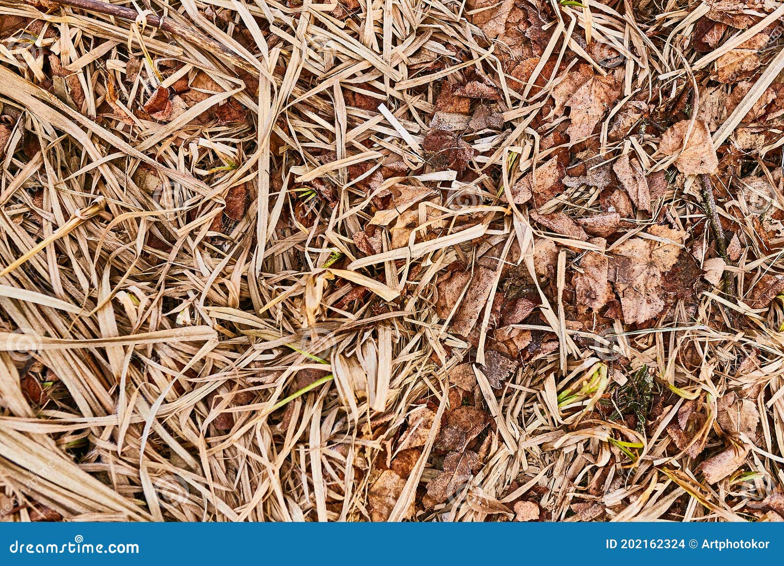 The Gray Grass is Covered with Frost. View from Above. Grass Pattern ...