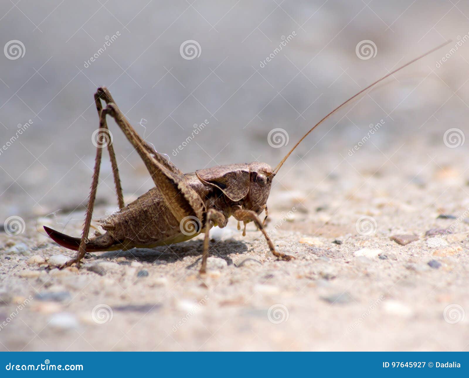 Gray Grasshoppe Pholidoptera Griseoaptera Stock Image - Image of nature ...