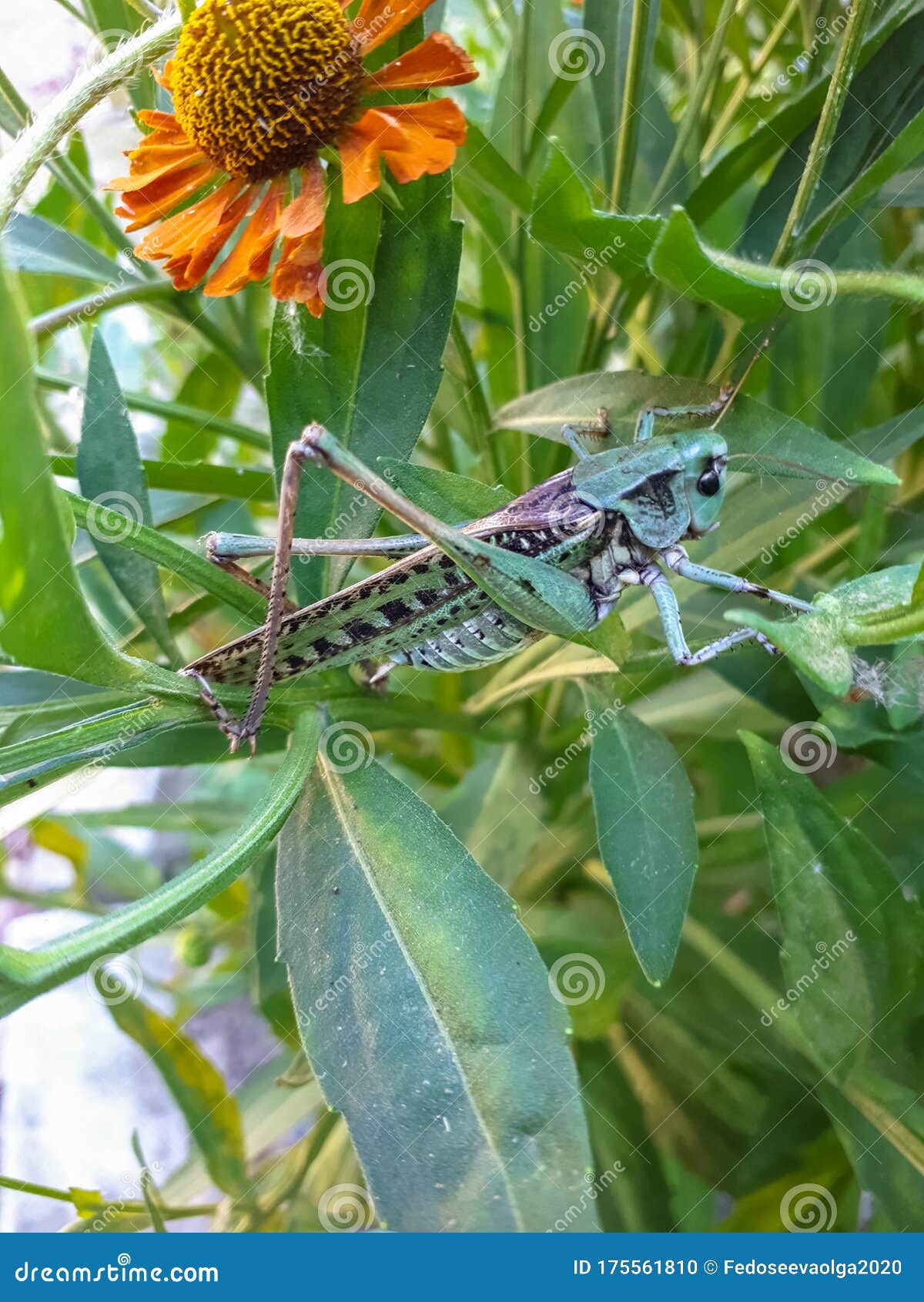 Gray Grasshopper of Green Color in Grass Stock Photo - Image of pest ...