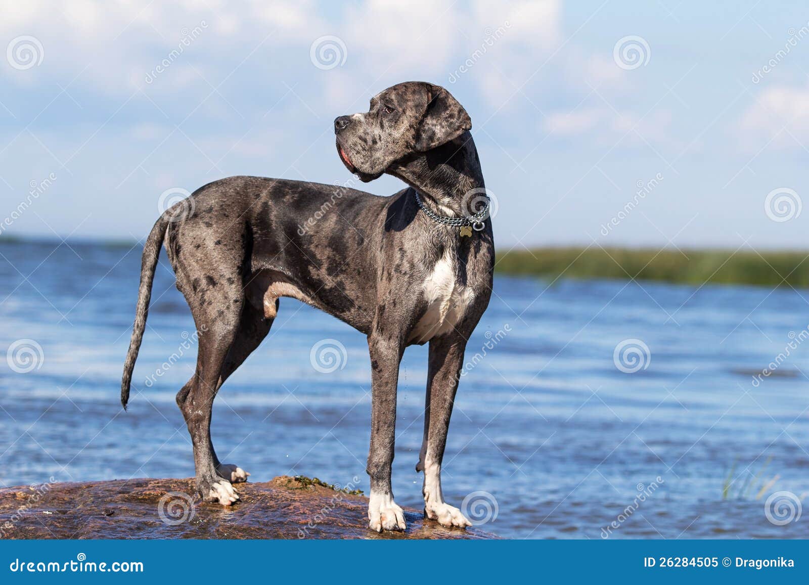 Gray great dane stock image. Image of rock, summer, animal - 26284505