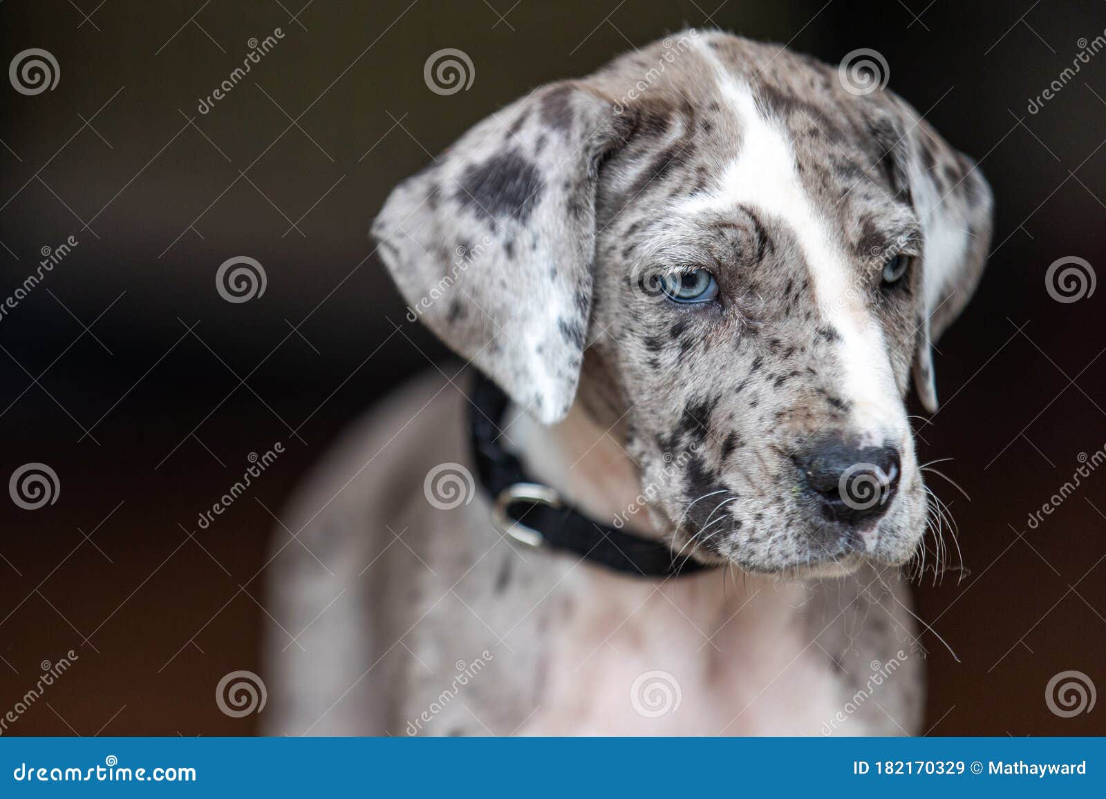 Gray Great Dane Puppy Dog stock image. Image of purebred - 182170329