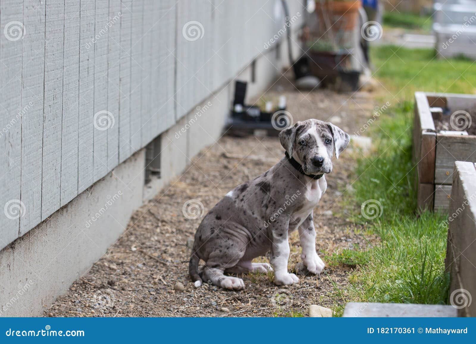Gray Great Dane Puppy Dog stock image. Image of baby - 182170361
