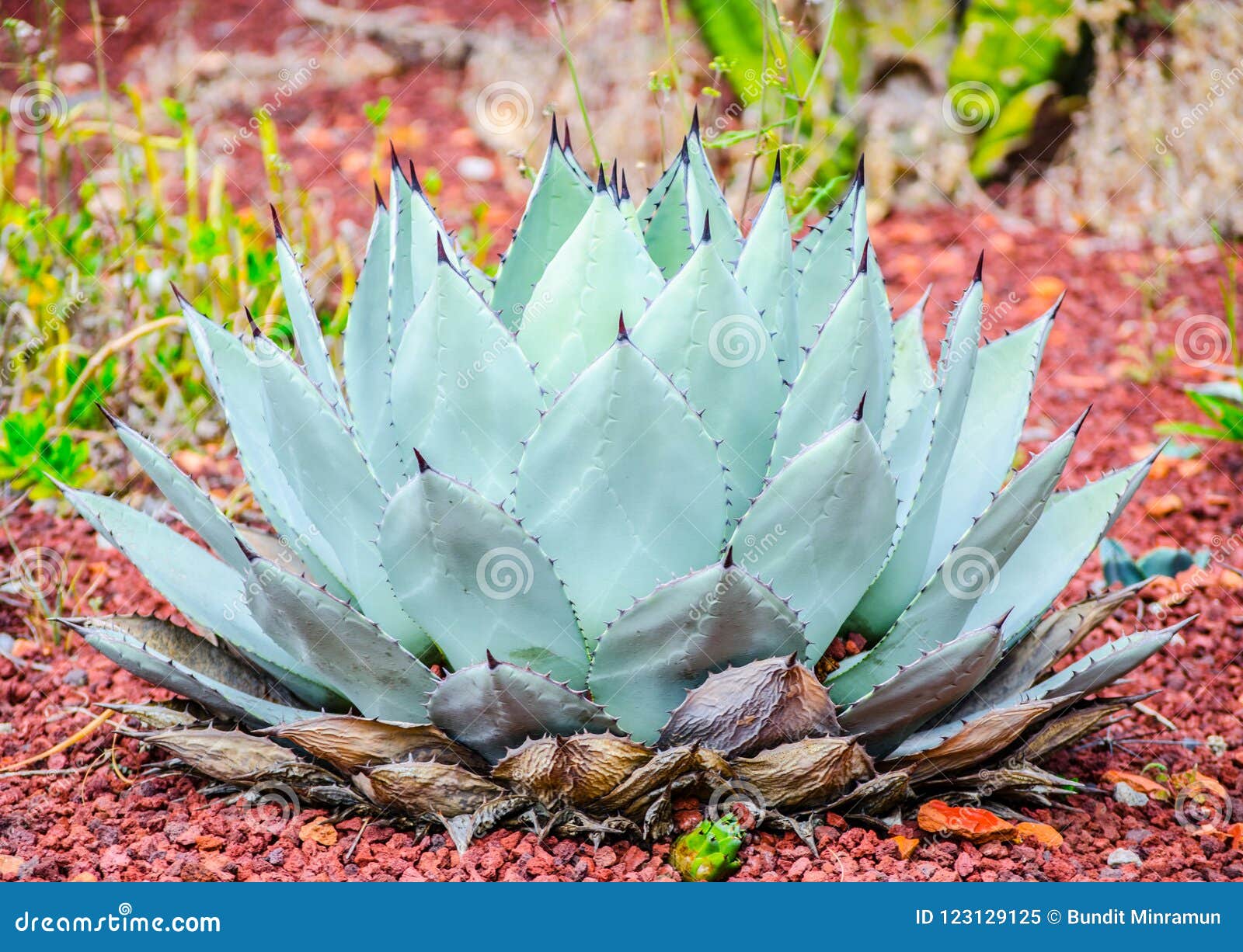 Gray Green Agave Flexispina at a Tropical Botanic Garden. Stock Image ...