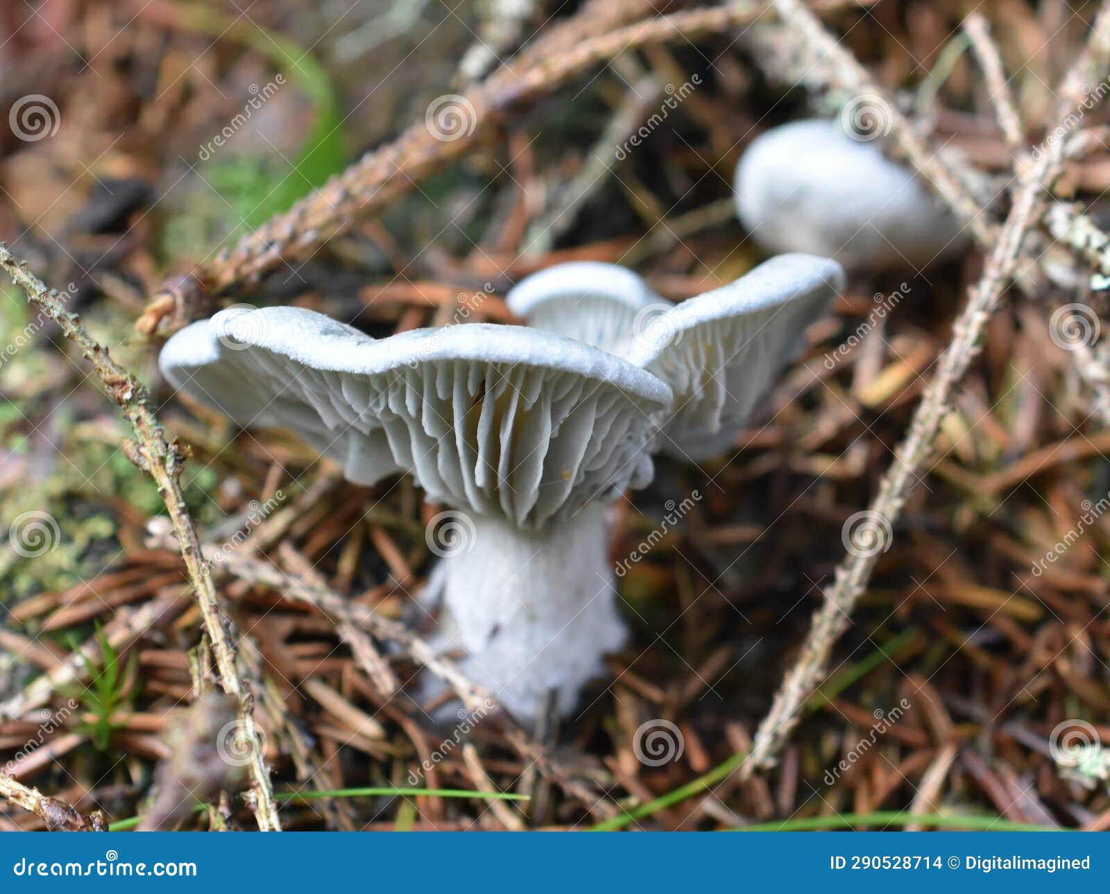 Gray Green Mushroom Clitocybe Odora Growing in Forest Stock Photo ...