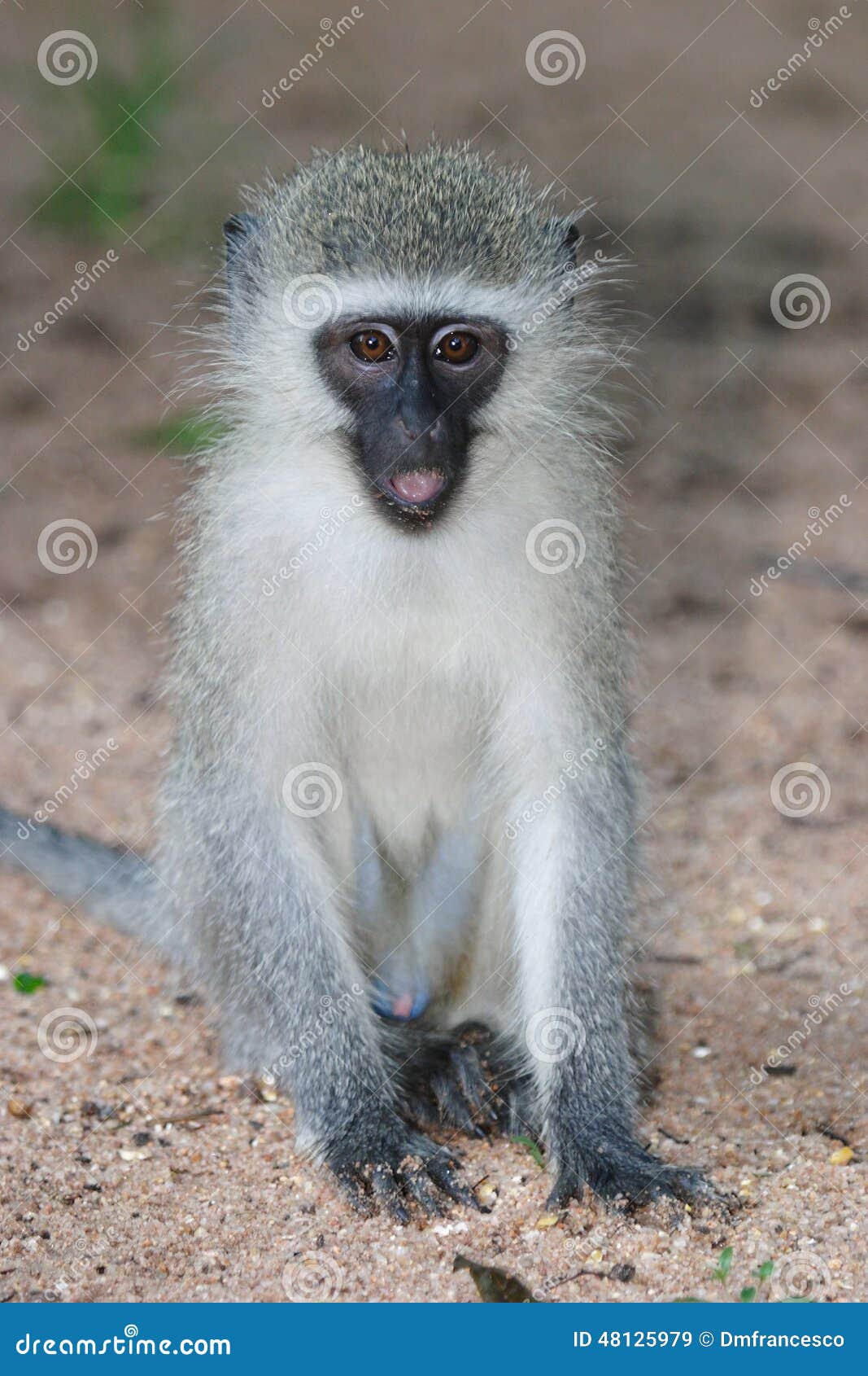 Green Vervet Monkeys In Bigilo Forest Park, The Gambia Royalty-Free ...