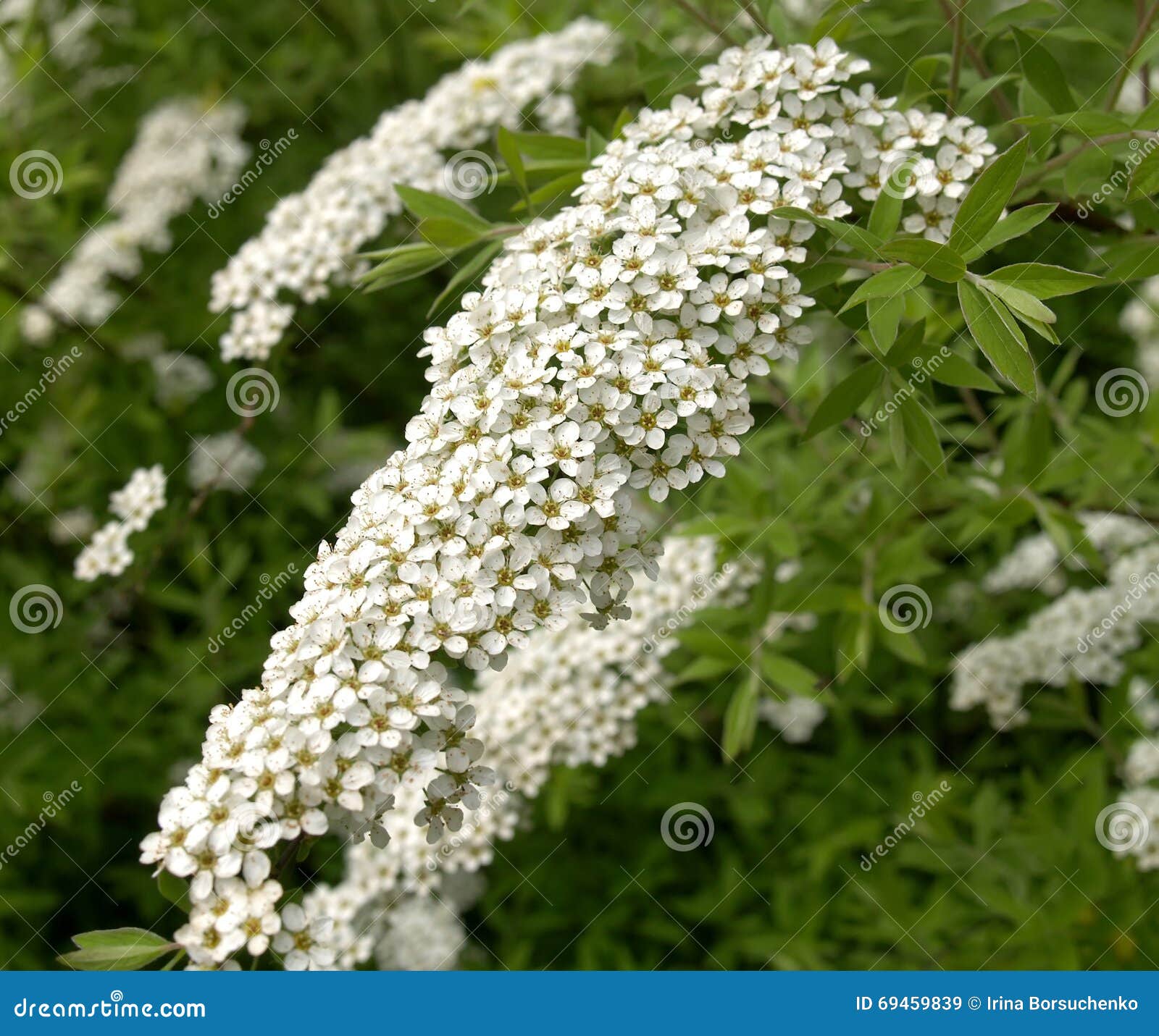 Gray Grefsheim (Spiraea Cinerea Zabel) Blossoming Spirey Stock Image ...