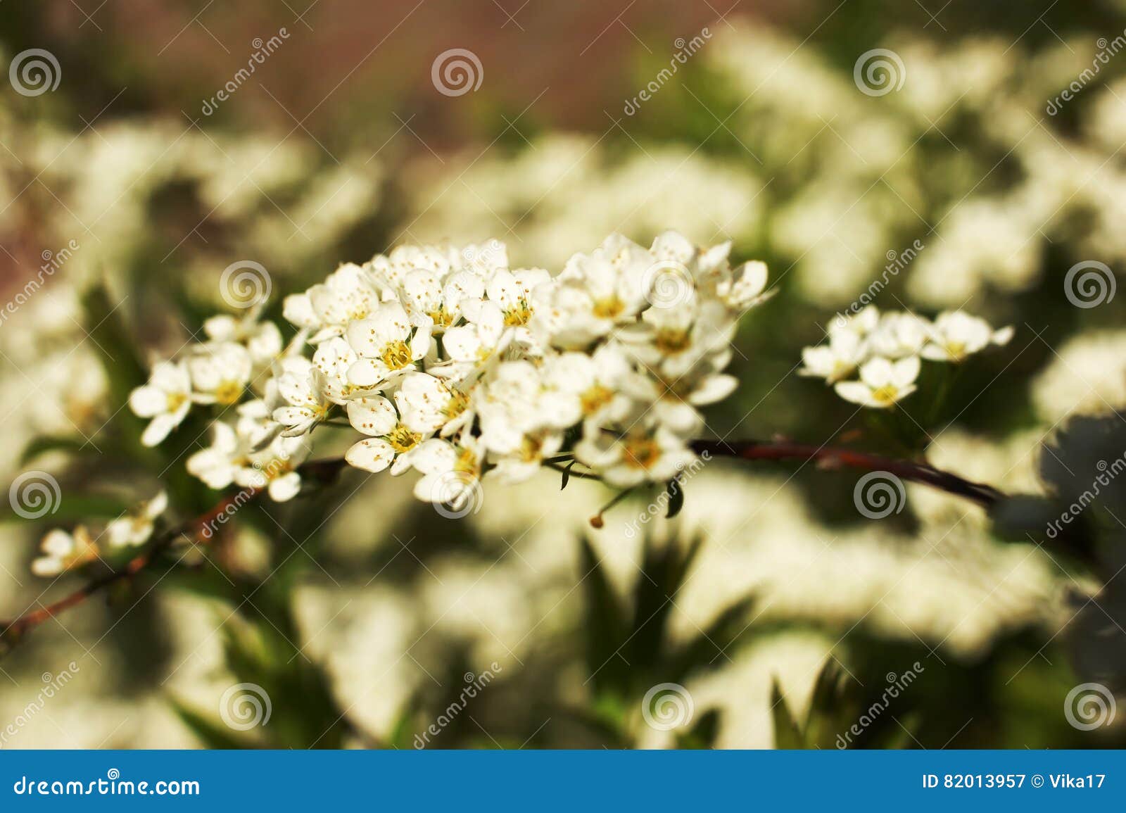 Gray Grefsheim, Spiraea Zabel Cinerea Imagen de archivo - Imagen de ...