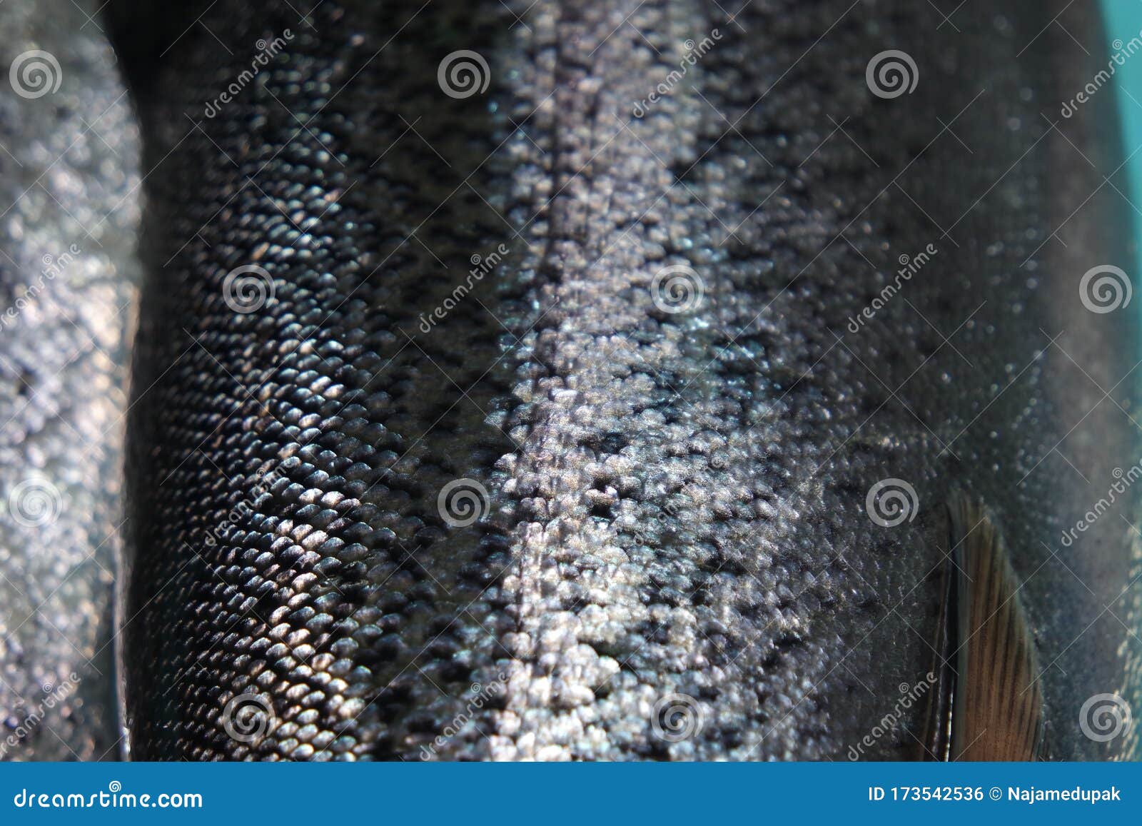 Gray or Grey and Silver Texture of Fish Skin Scales Stock Photo - Image ...
