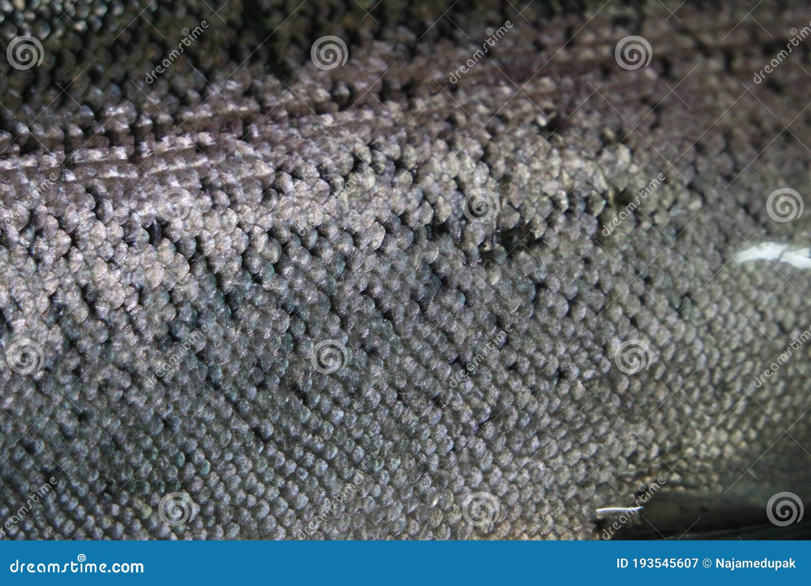 Gray or Grey and Silver Texture of Fish Skin Scales Stock Image - Image ...