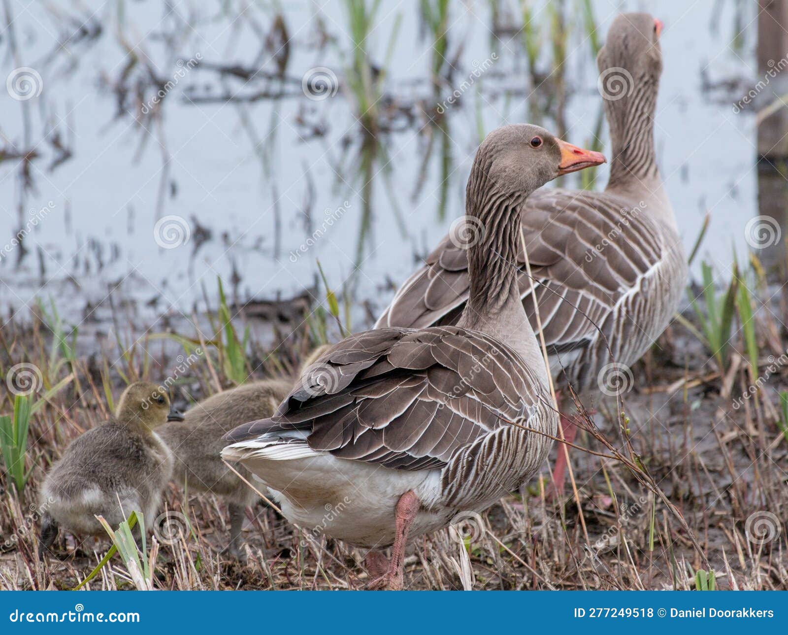 Gray Groose Parents Protecting Their Children Stock Photo - Image of ...