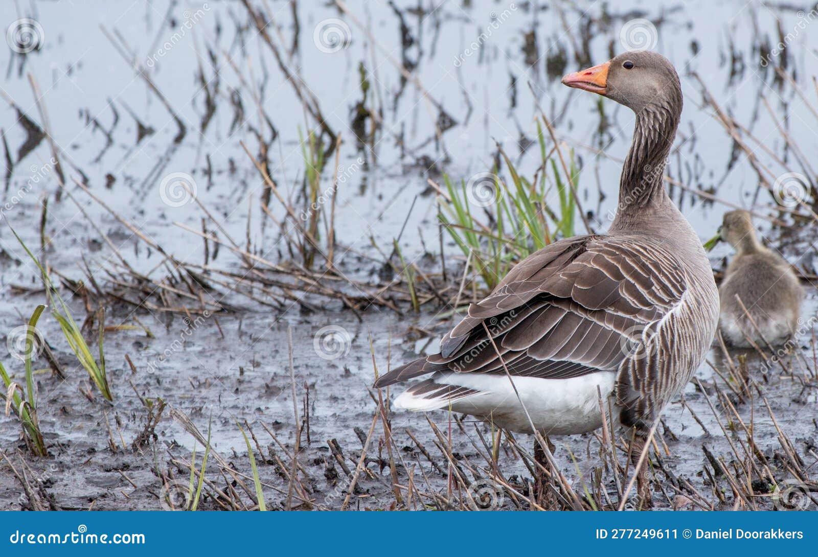 Gray Groose Parents Protecting Their Children Stock Image - Image of ...
