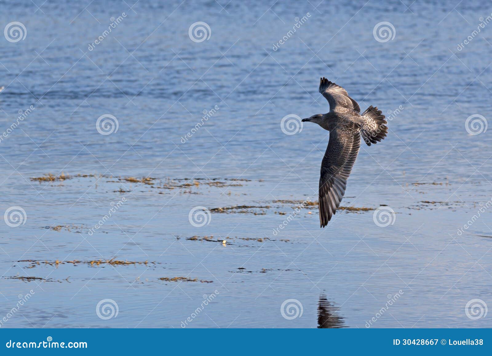 Gray Gull Black Tipped Wings Tail Stock Image - Image of distance, calm ...