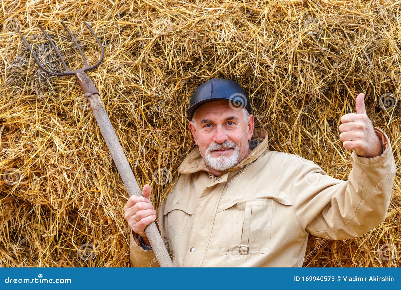 The Gray-haired Man Puts the Hay on a Haystack Stock Image - Image of ...