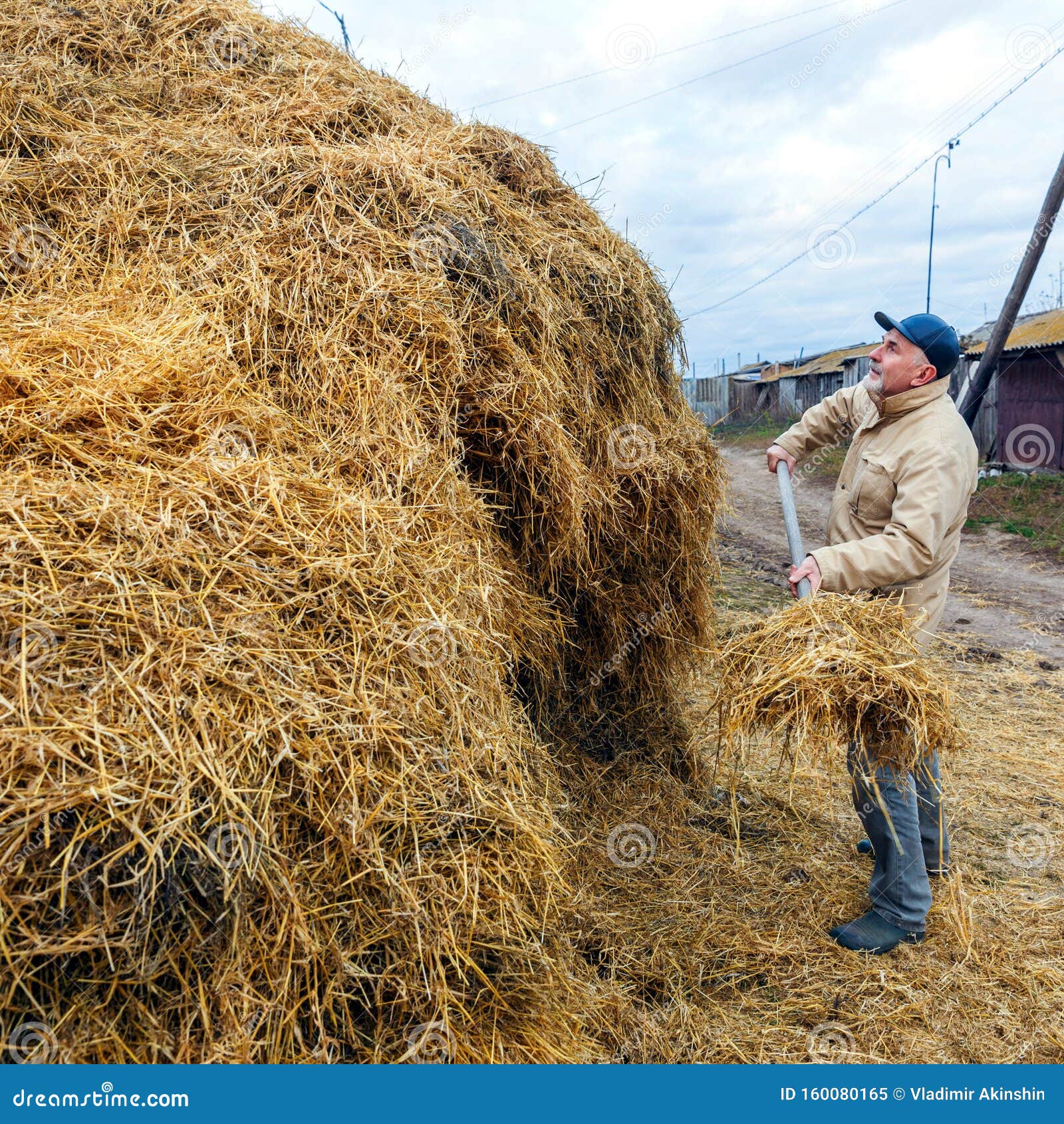 A Gray-haired Man Piles a Hay with a Pitchfork. Stock Image - Image of ...
