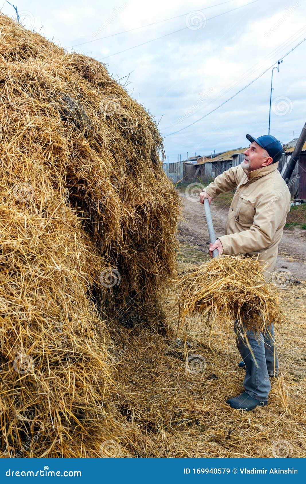The Gray-haired Man Puts the Hay on a Haystack Stock Image - Image of ...