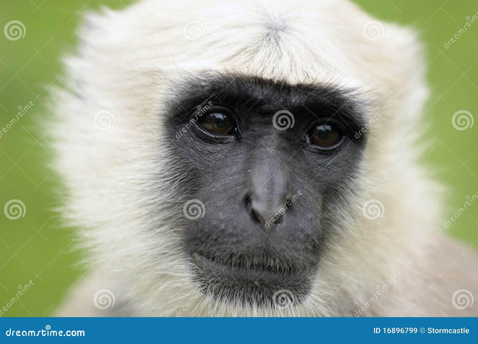 Gray haired Monkey stock image. Image of wildlife, environmental - 16896799