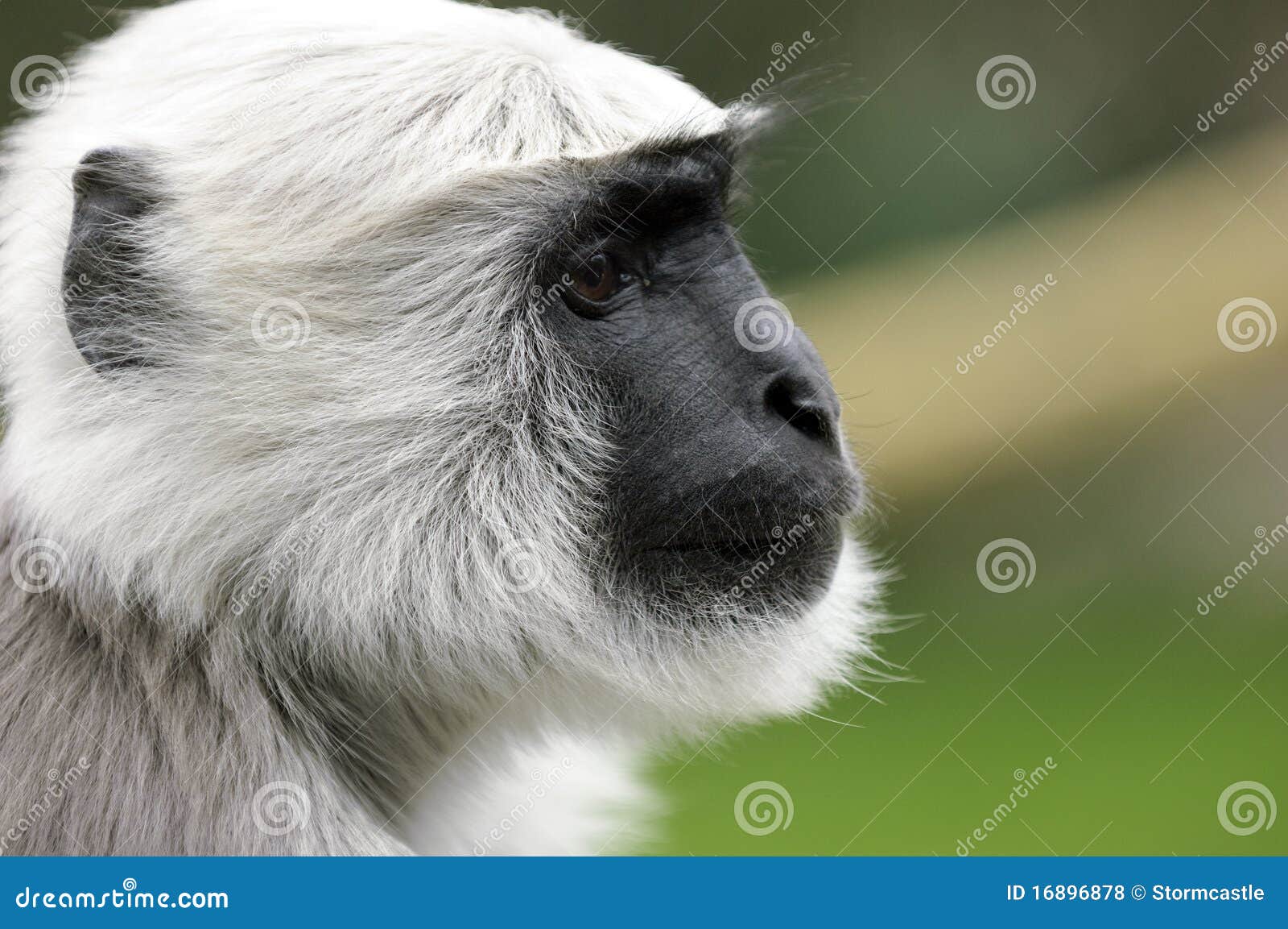 Gray haired Monkey stock photo. Image of monkey, forest - 16896878