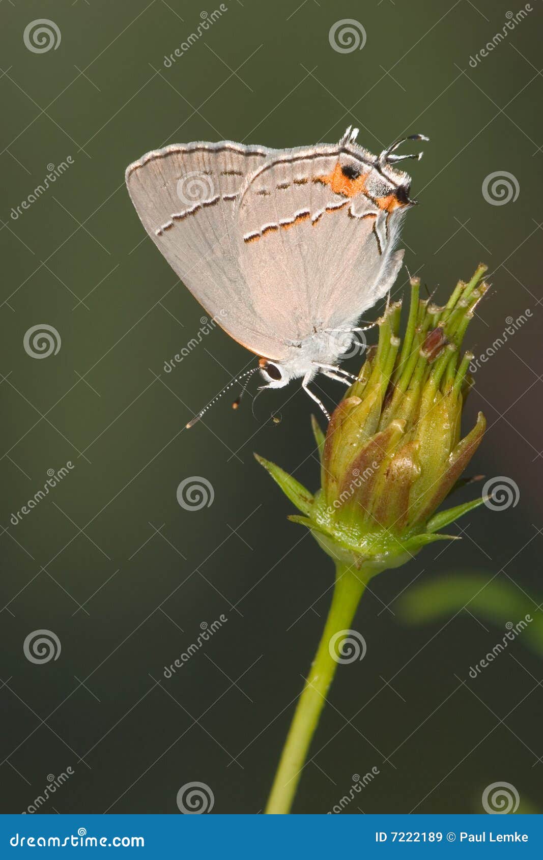 Gray Hairstreak stock image. Image of entomological, macro - 7222189