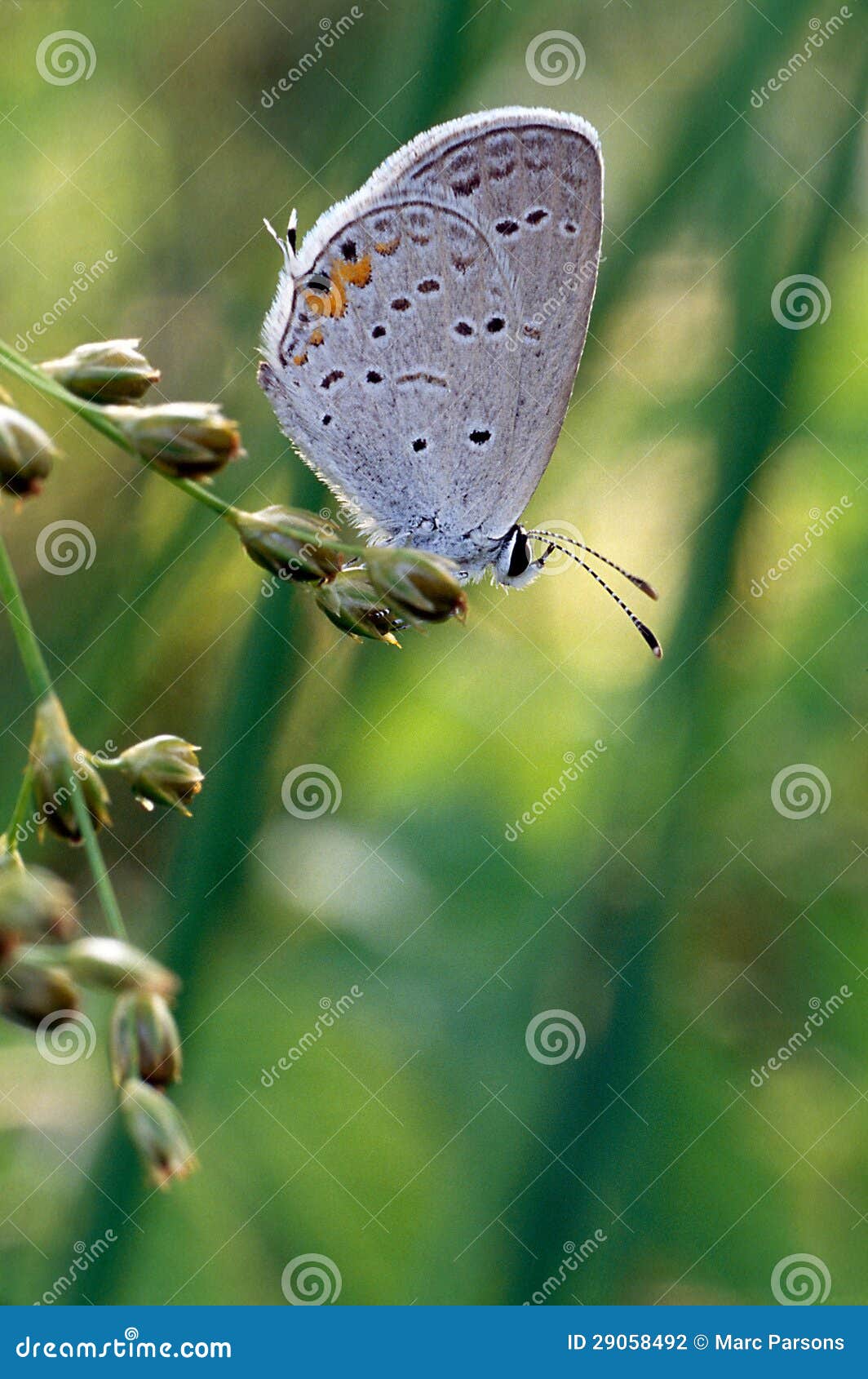Gray Hairstreak Butterfly stock photo. Image of wing - 29058492
