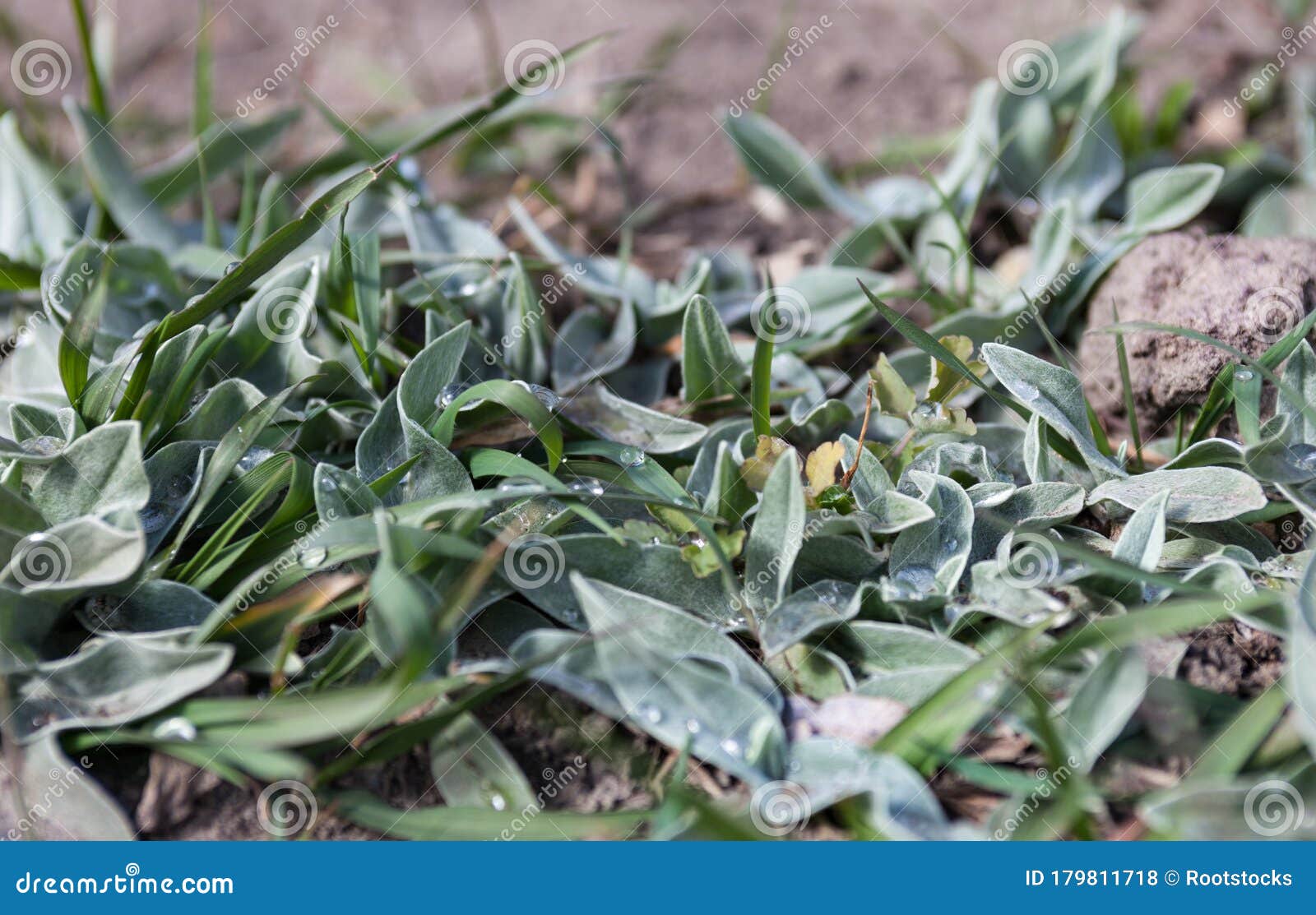 Gray Hairy Leaves with Dewdrops Stock Photo - Image of nature, hairy ...