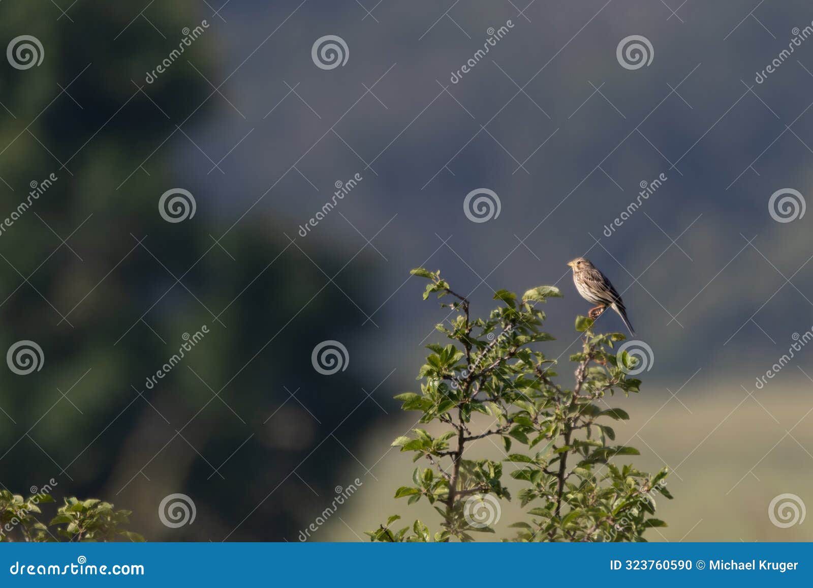 Gray-hammer Sitting on a Bush, Emberiza Calandra Stock Photo - Image of ...