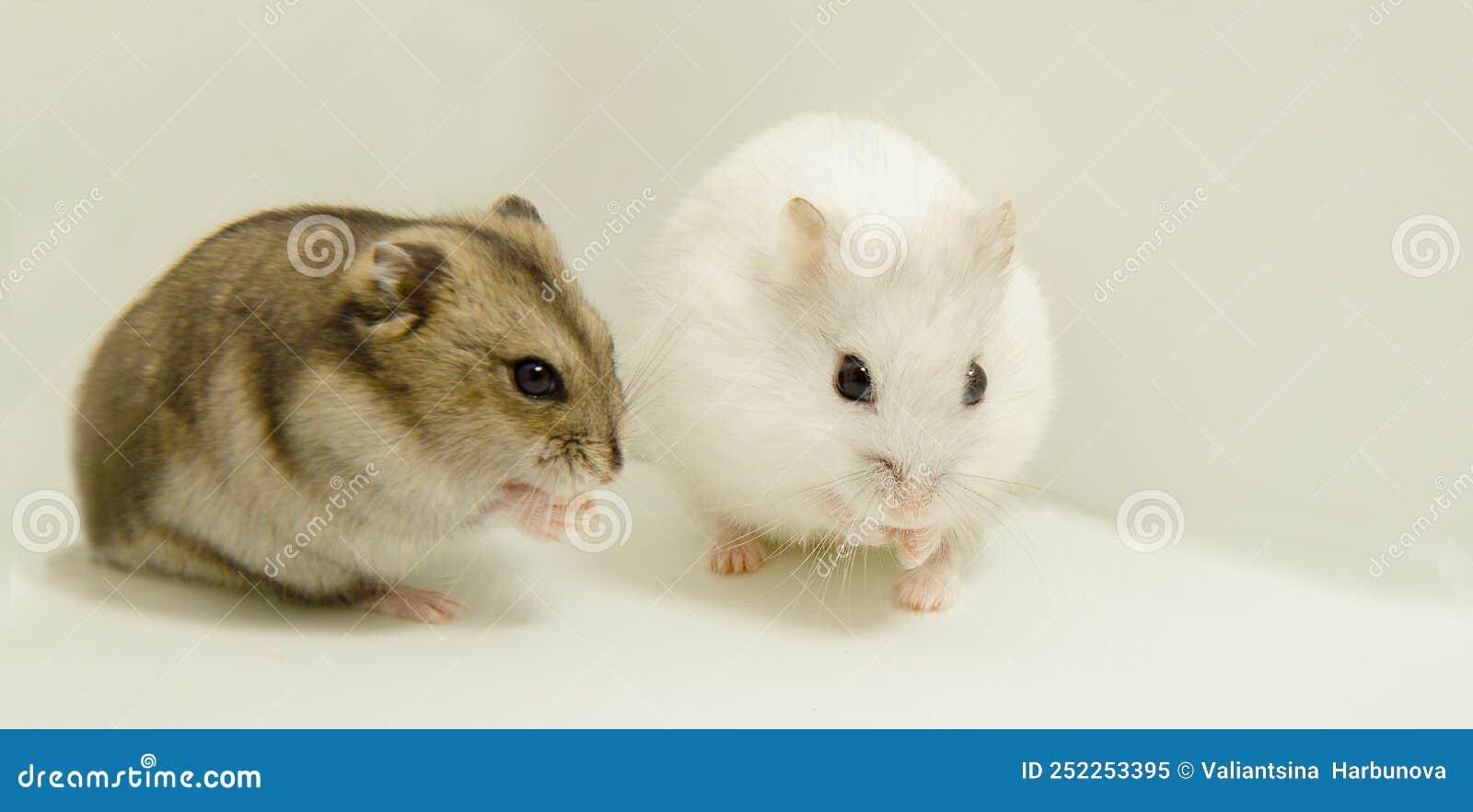 A Gray Hamster and a White Hamster are Sitting. the Groin of Hamsters ...