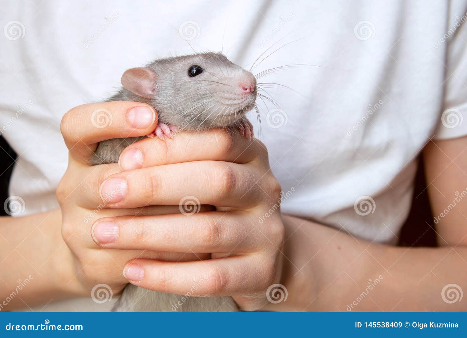 Hand Rat, Dumbo Rat, Pets On A White Background, A Very Cute Little Rat ...