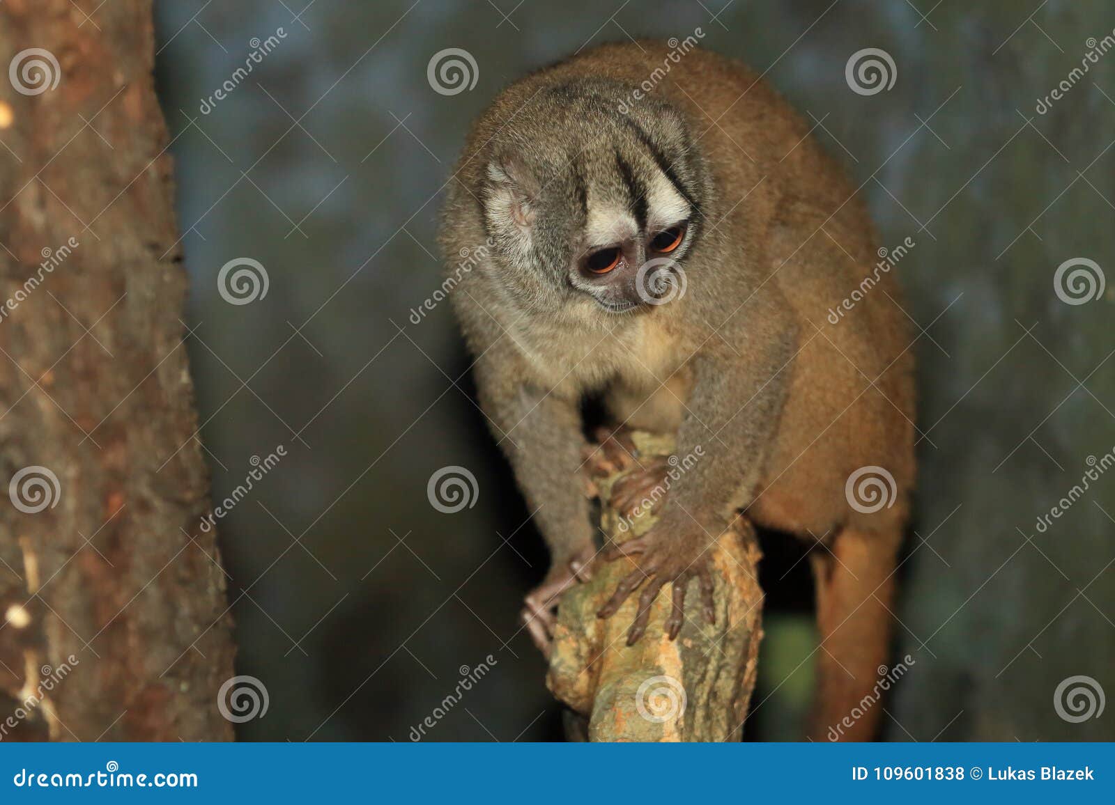 Gray-handed night monkey stock photo. Image of griseimembra - 109601838