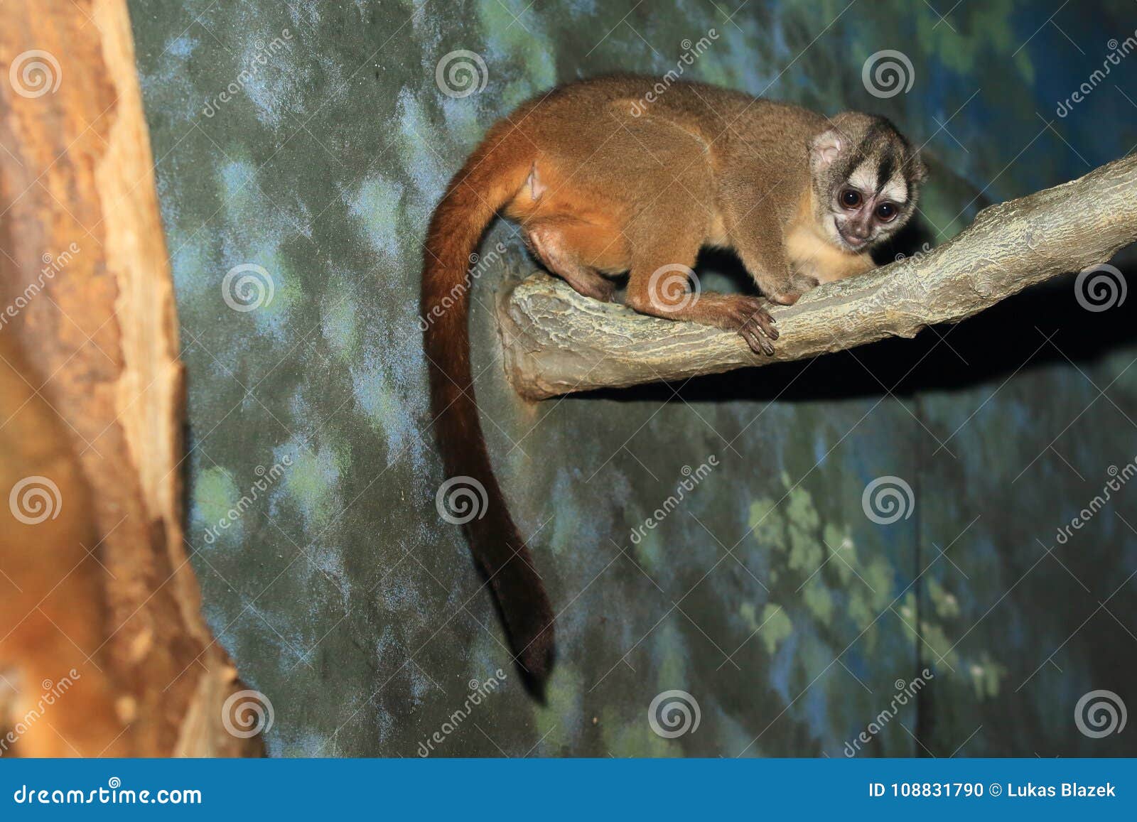 Gray-handed night monkey stock photo. Image of lemurinus - 108831790