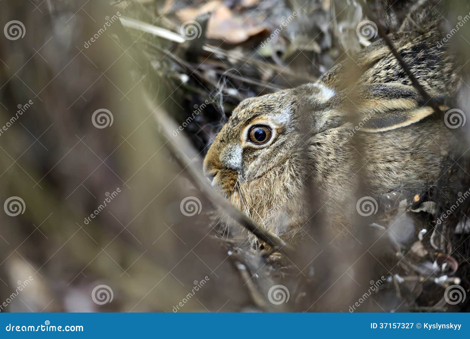 Gray hare stock image. Image of mammals, animals, life - 37157327