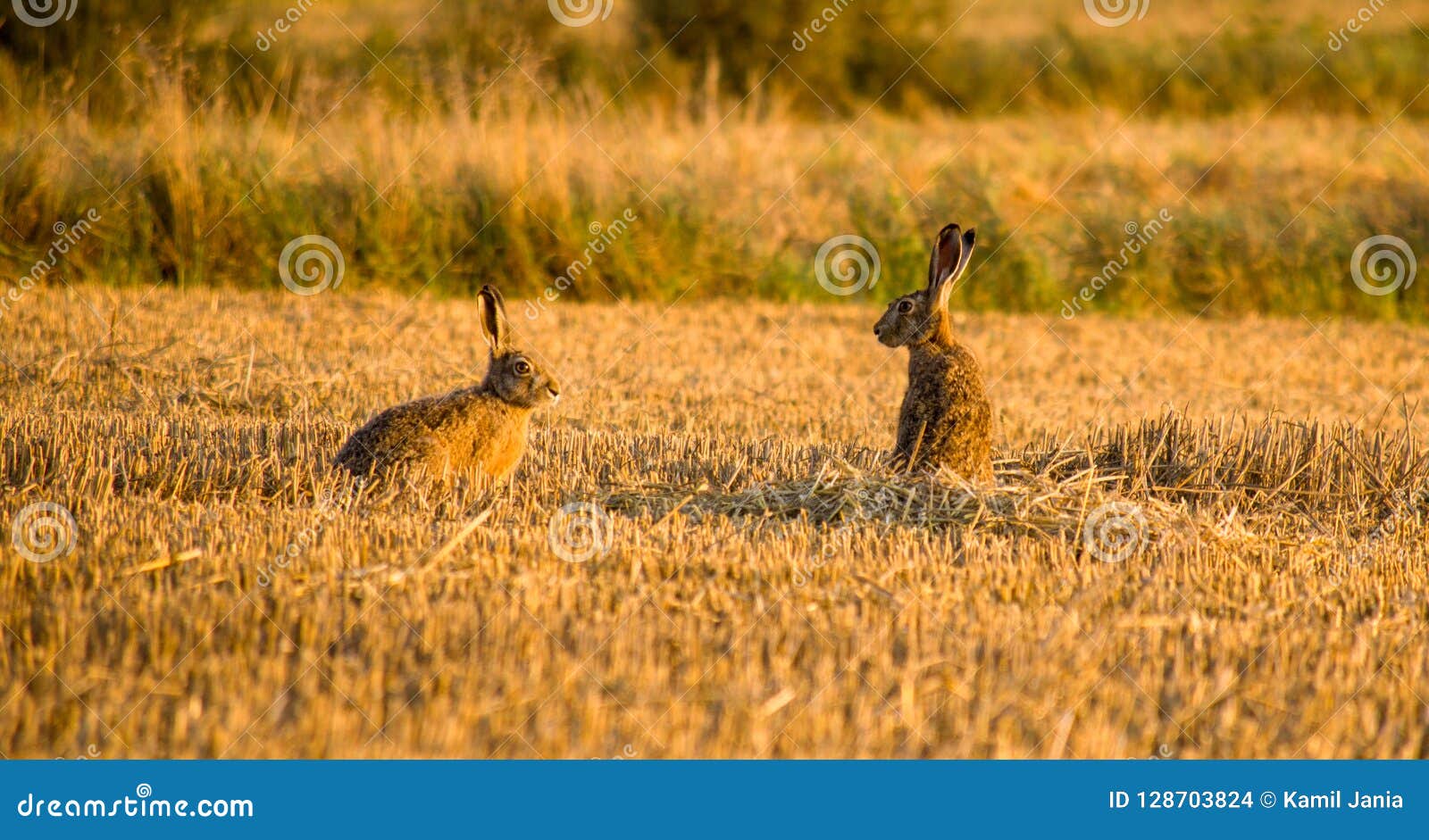 Two Gray Hares Talking on Field Stock Photo - Image of hares, wildlife ...
