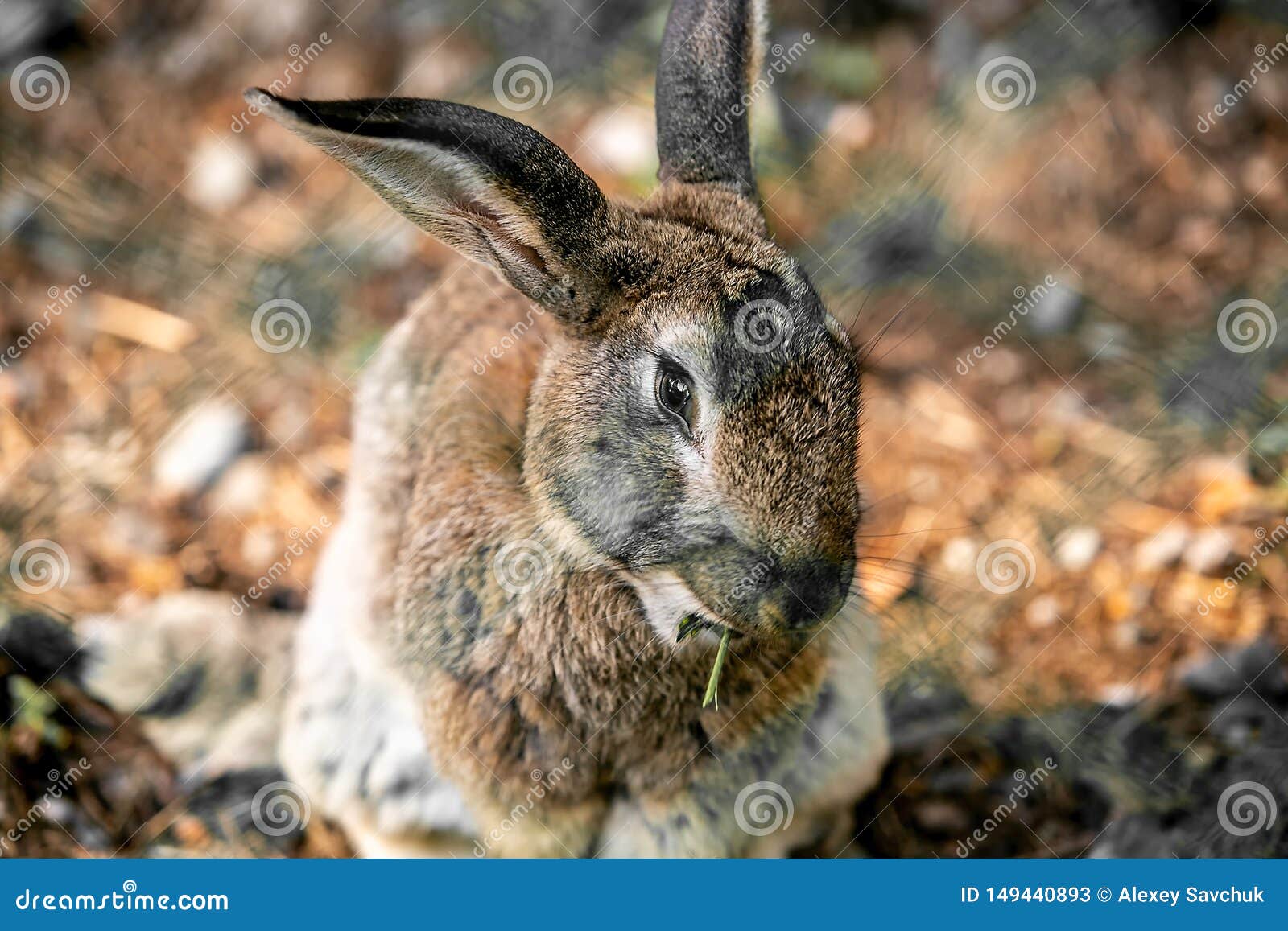 Gray hare in green grass. stock image. Image of bunny - 149440893