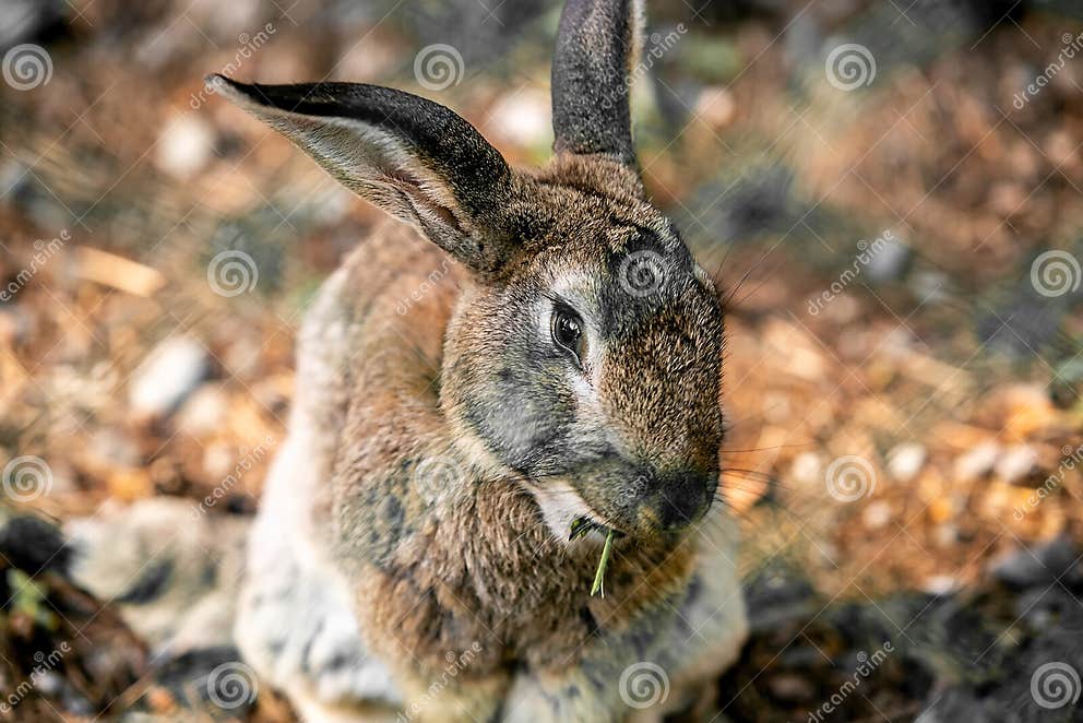 Gray hare in green grass. stock image. Image of bunny - 149440893