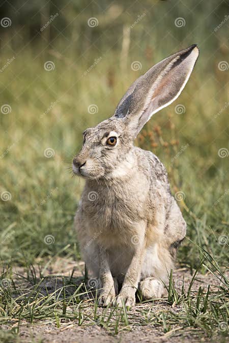 Gray Hare stock photo. Image of californicus, cute, danger - 99641994