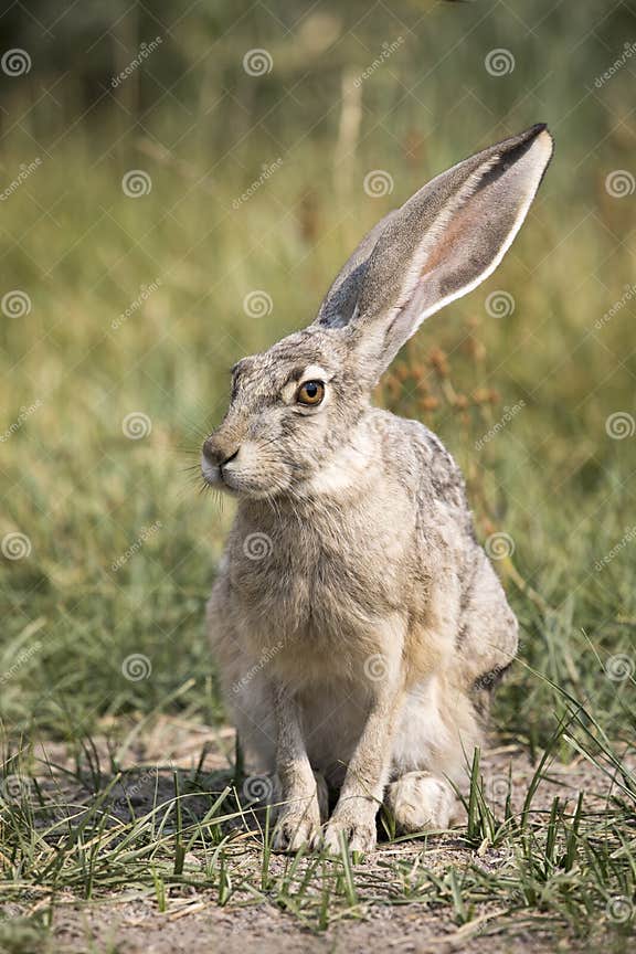 Gray Hare stock photo. Image of californicus, cute, danger - 99641994