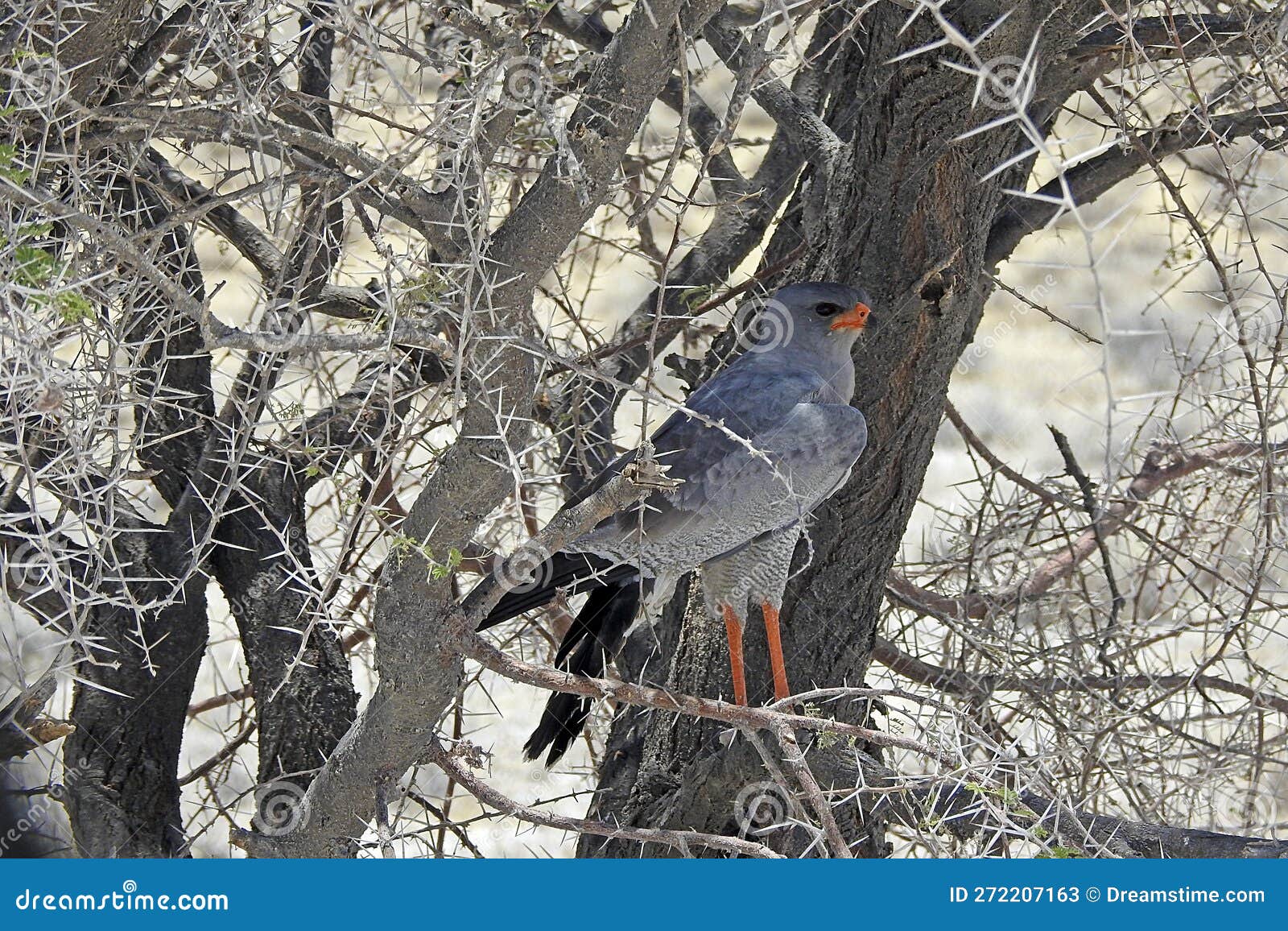 Gray Hawk, Etosha National Park, Namibia Stock Image - Image of beak ...